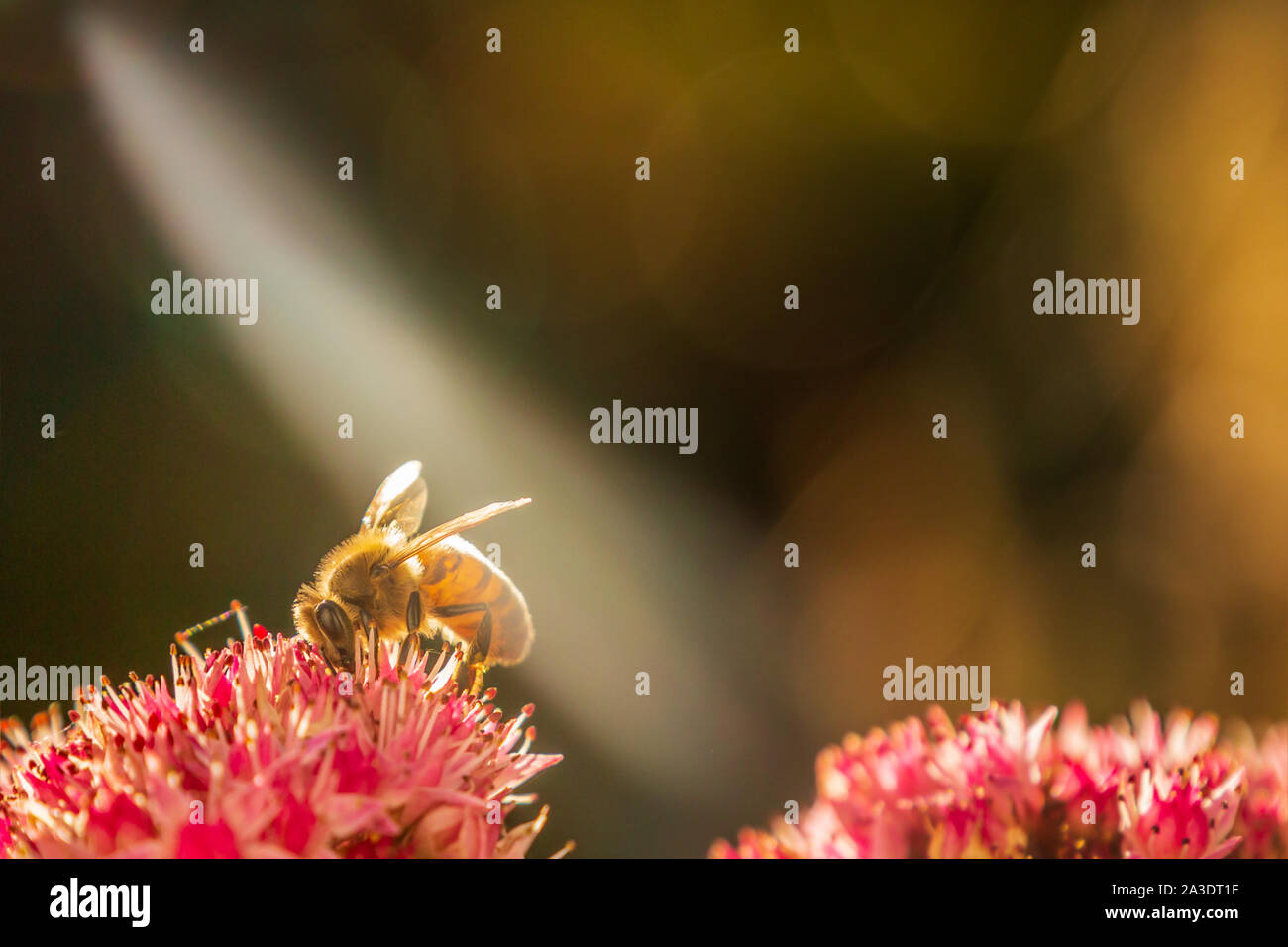 Honey bee on a pink flower bathed in a sun beam making his wings shine ...