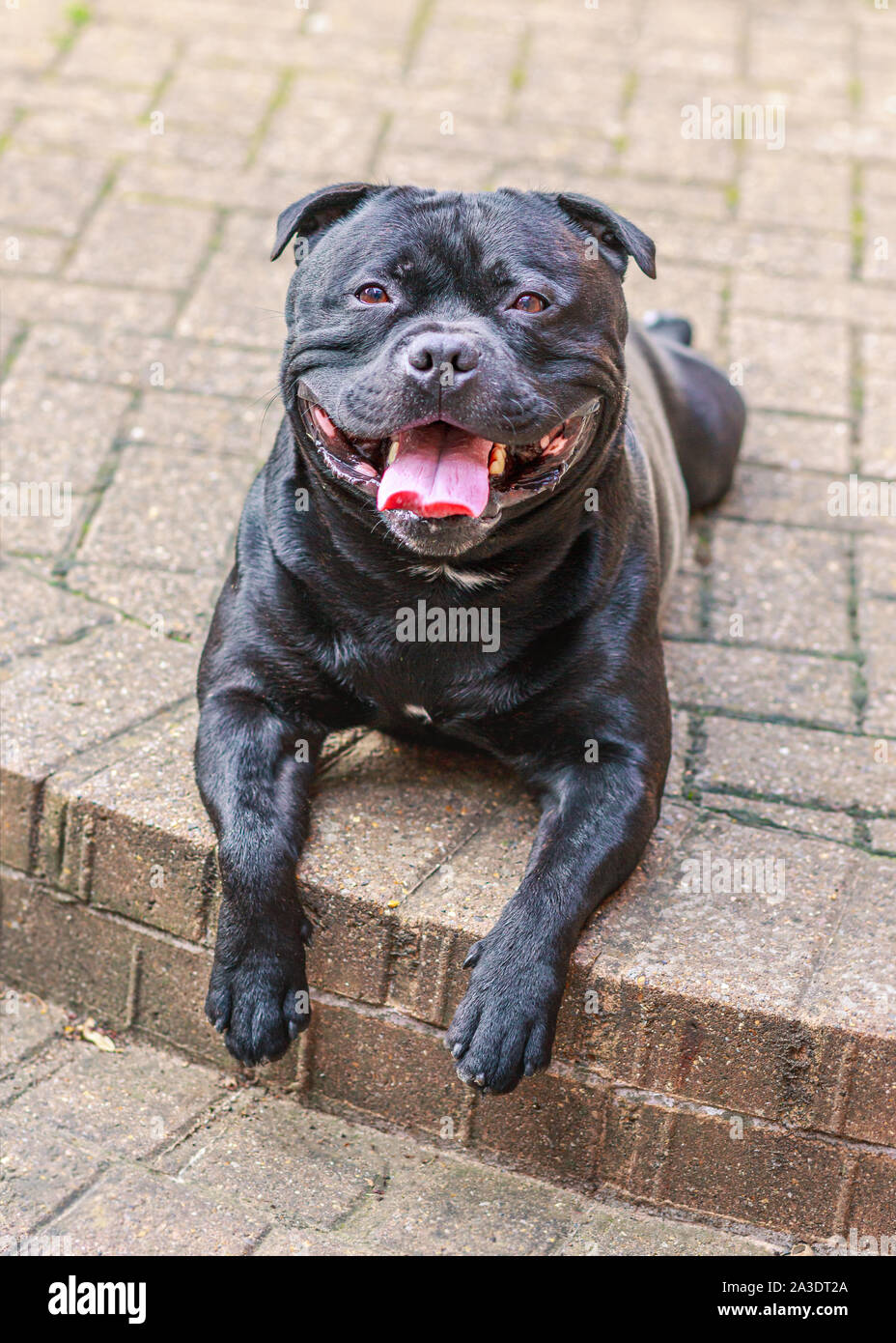 Staffordshire Bull Terrier dog lying down on an outside patio looking ...