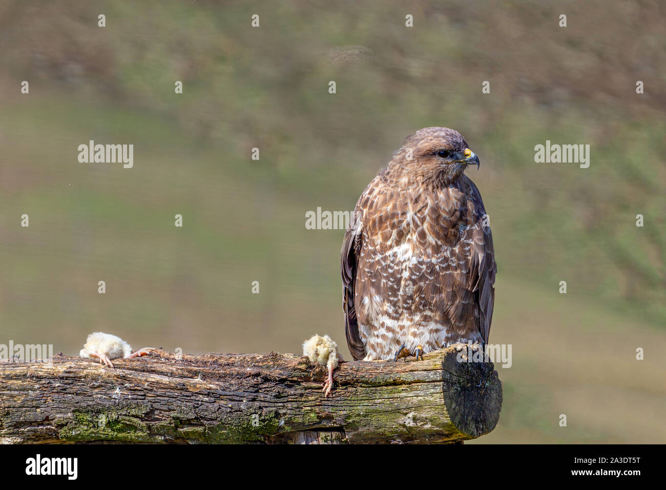 British raptor hi-res stock photography and images - Alamy