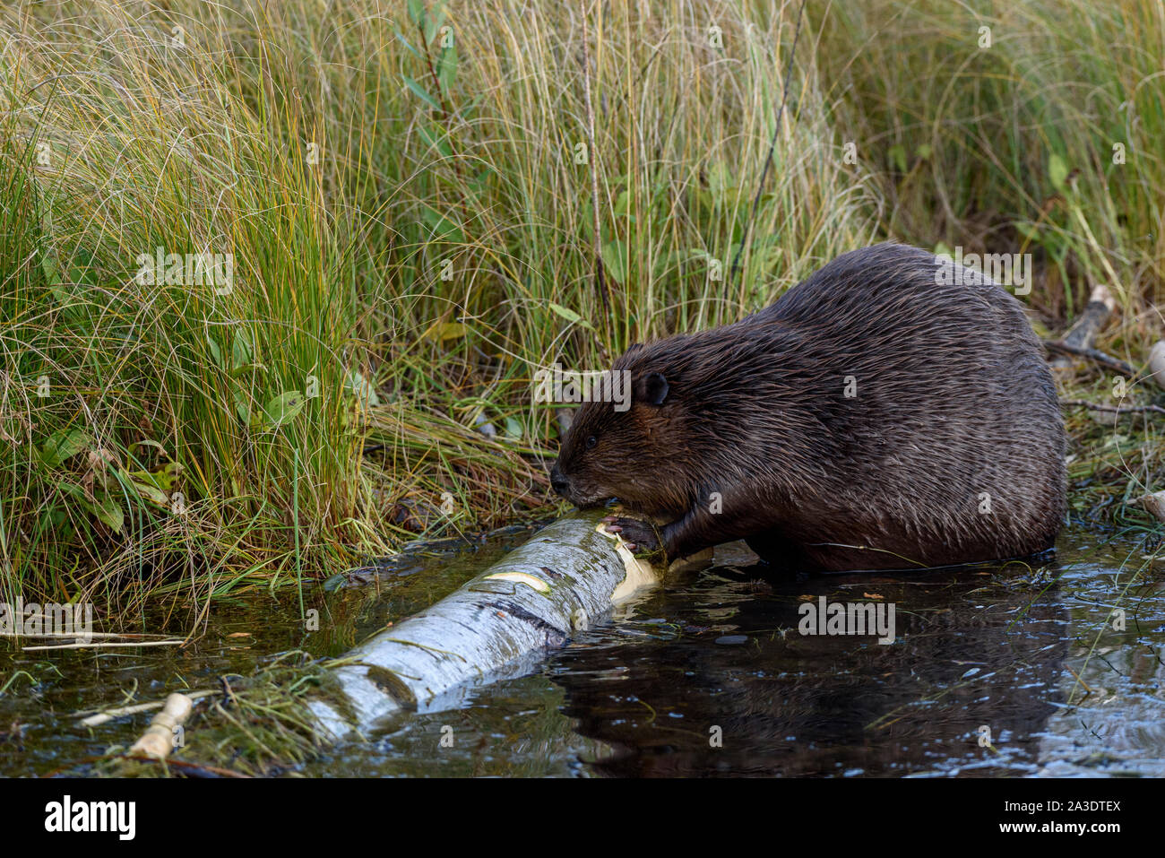 A very large castor canadensis beaver chewing on a popular log in the ...