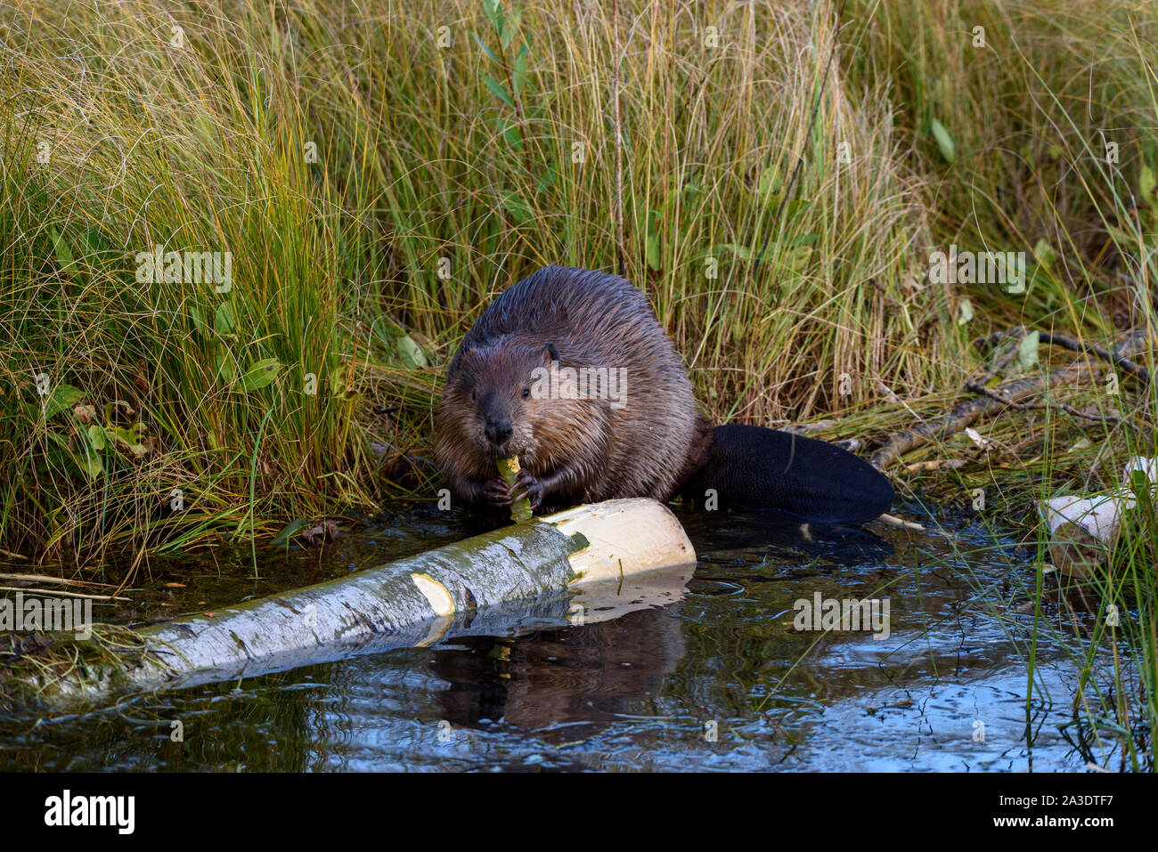 Beaver chewing on wood hi-res stock photography and images - Alamy
