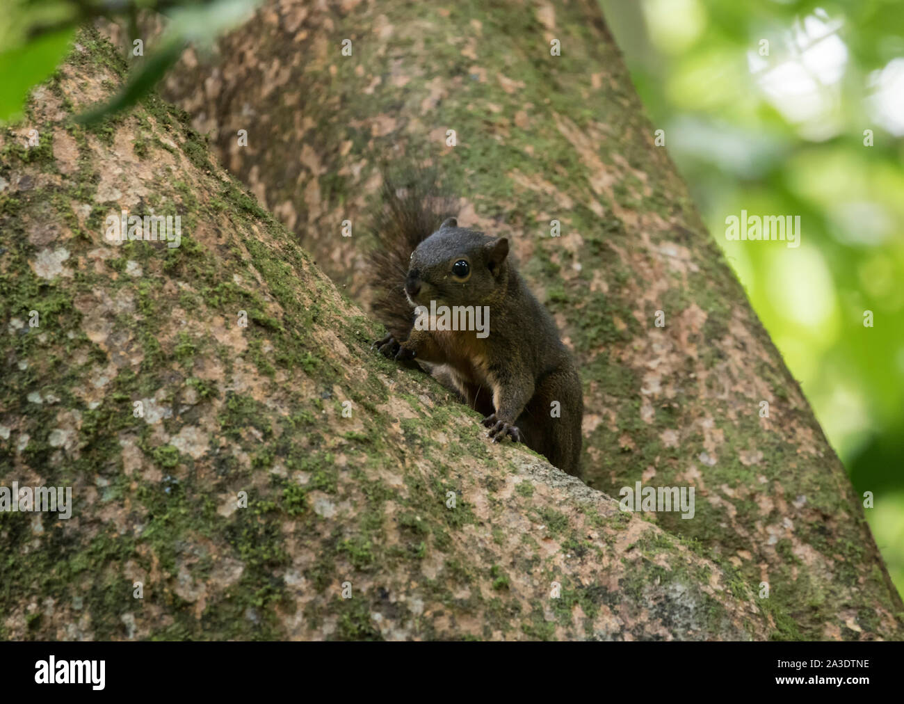Central american dwarf squirrel hi-res stock photography and images - Alamy
