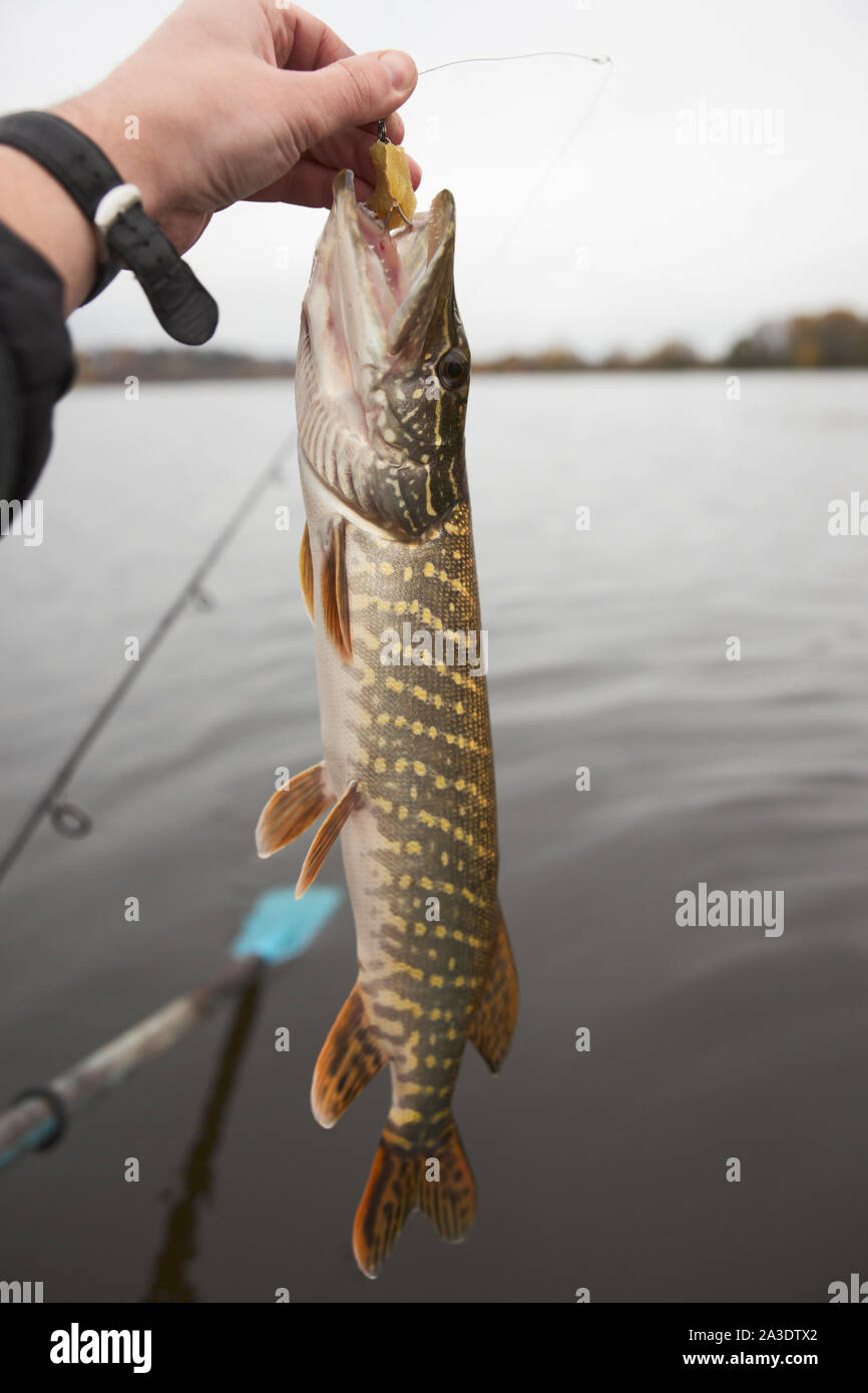 Fisherman holding northern pike hi-res stock photography and images - Alamy