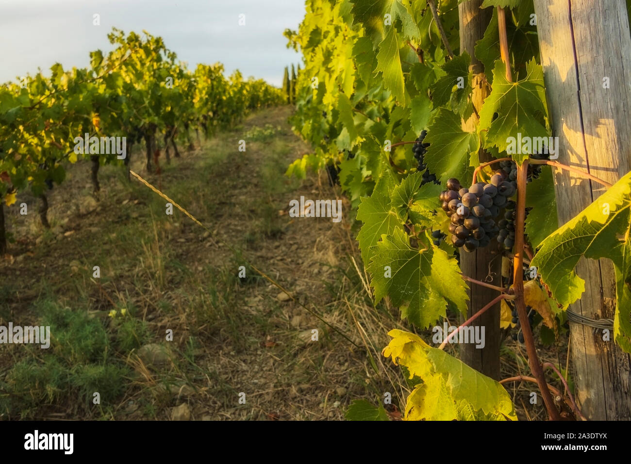 Huge cluster of grapes hi-res stock photography and images - Alamy