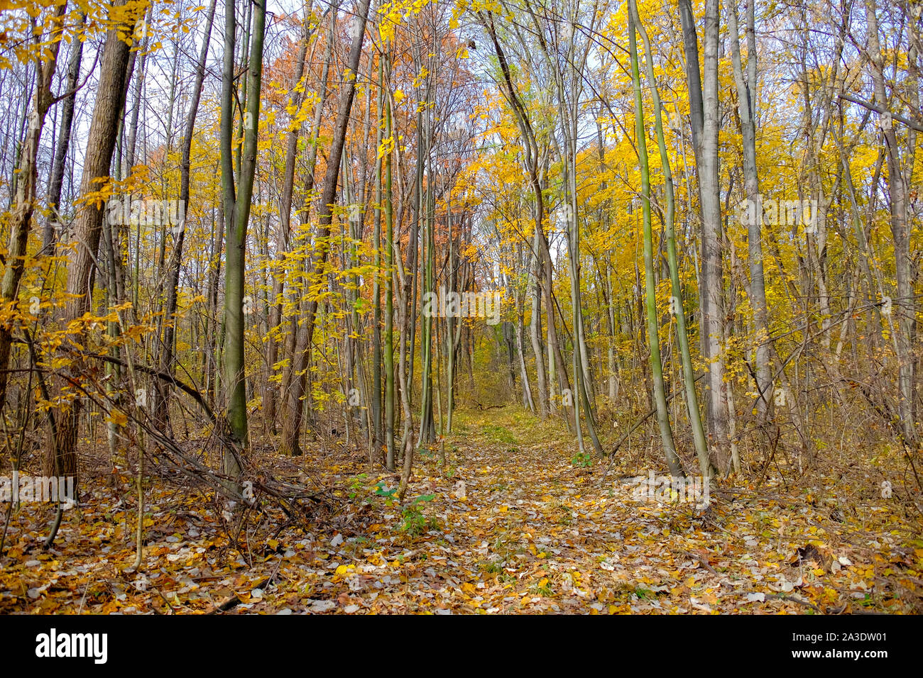 Wonderful autumn. Beautiful photos taken in the fall Stock Photo - Alamy
