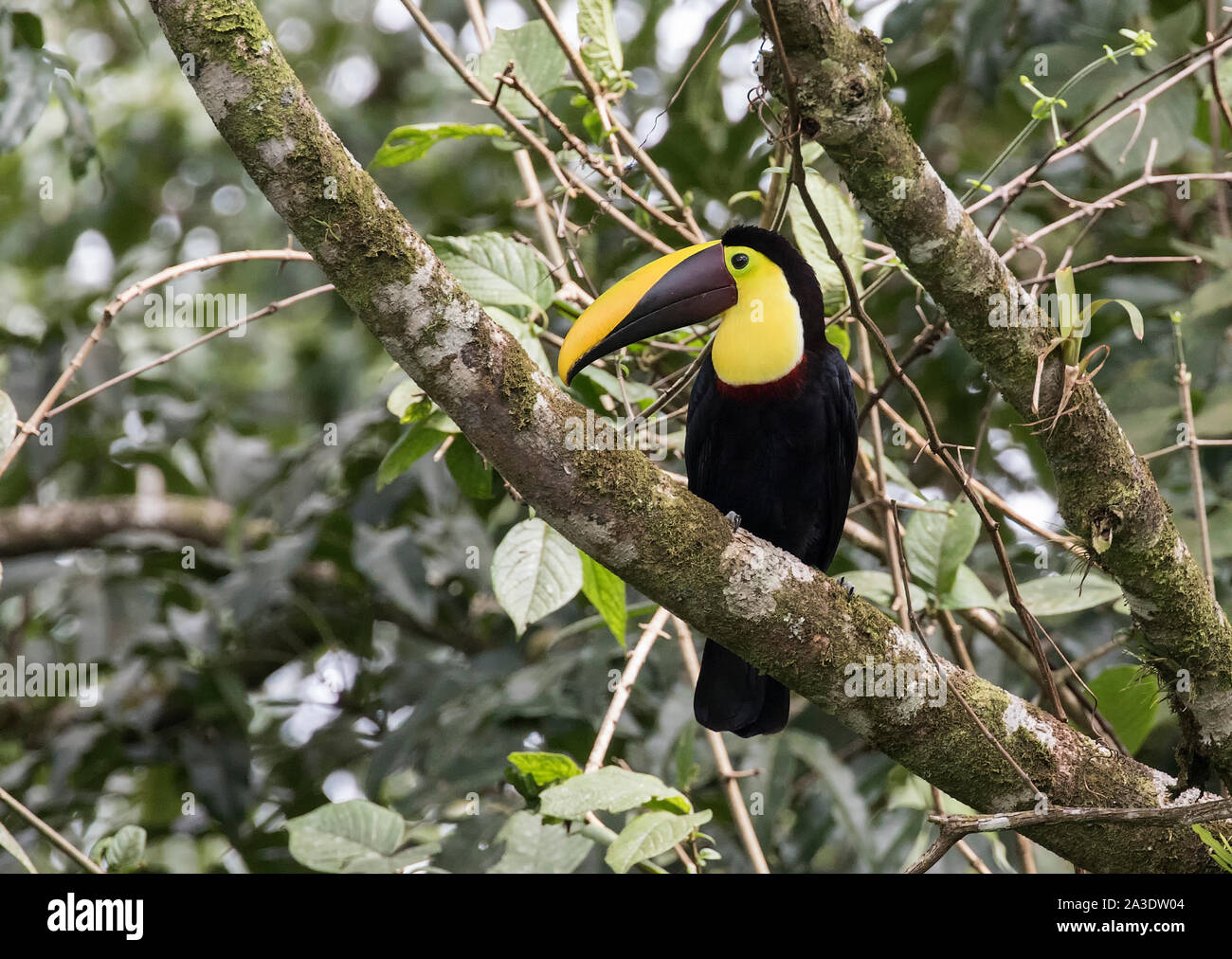 Yellow breasted toucan ramphastos ambiguus hi-res stock photography and ...