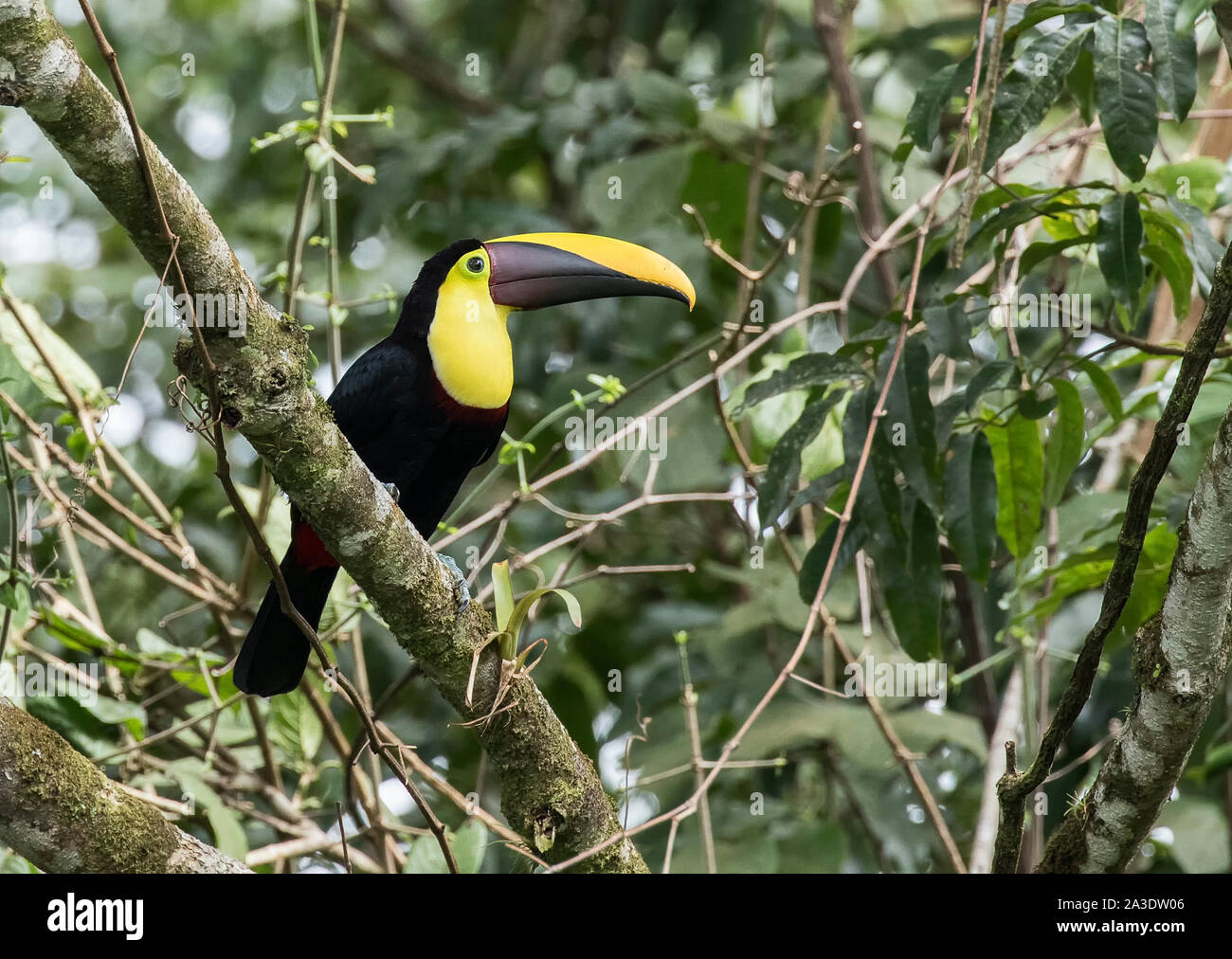 Black mandibled toucan hi-res stock photography and images - Alamy