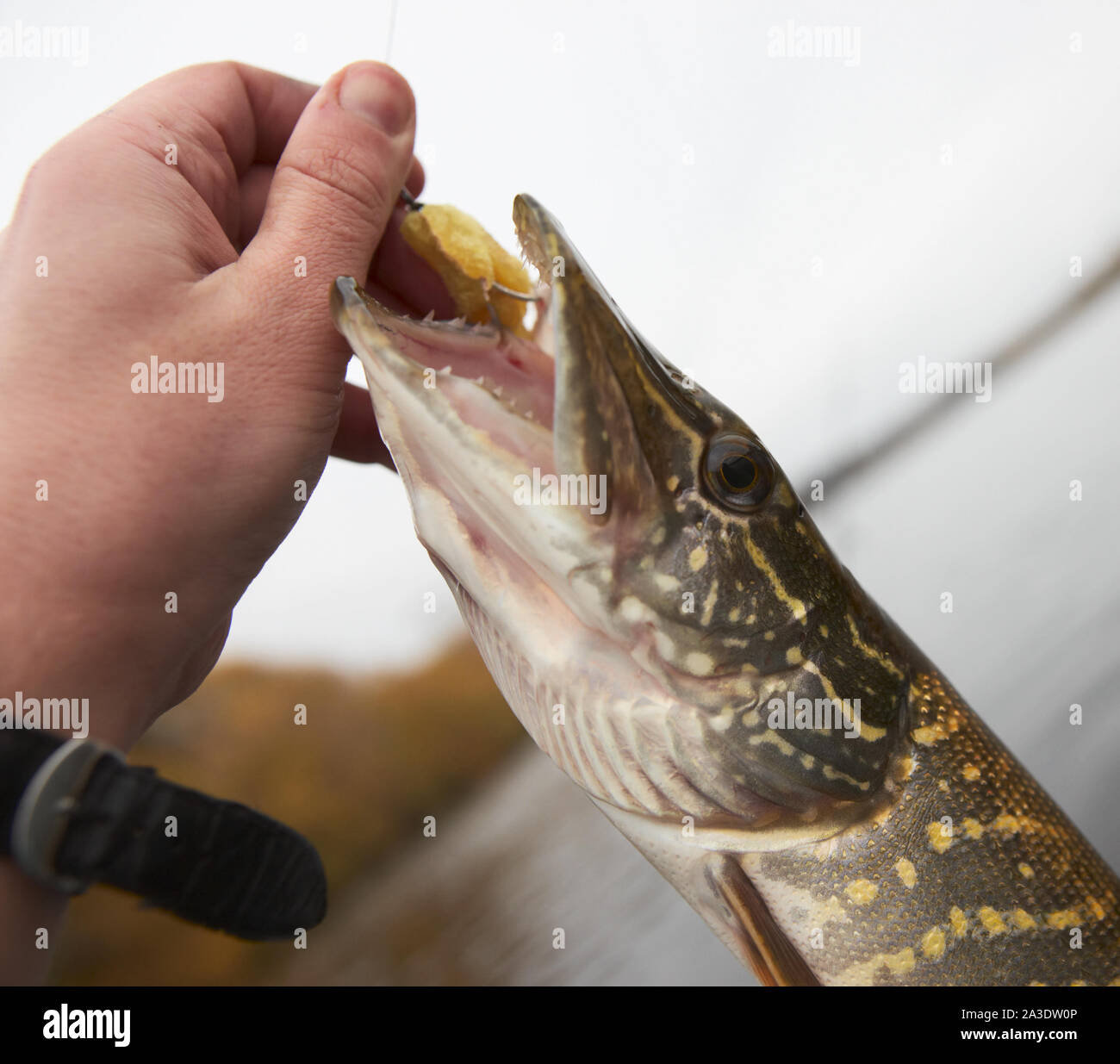 Double skin hook hi-res stock photography and images - Alamy