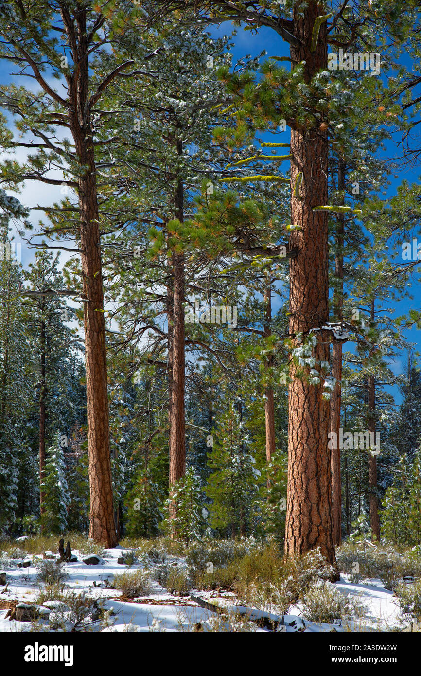 Ponderosa pine snow, Fremont National Forest, Oregon Stock Photo - Alamy