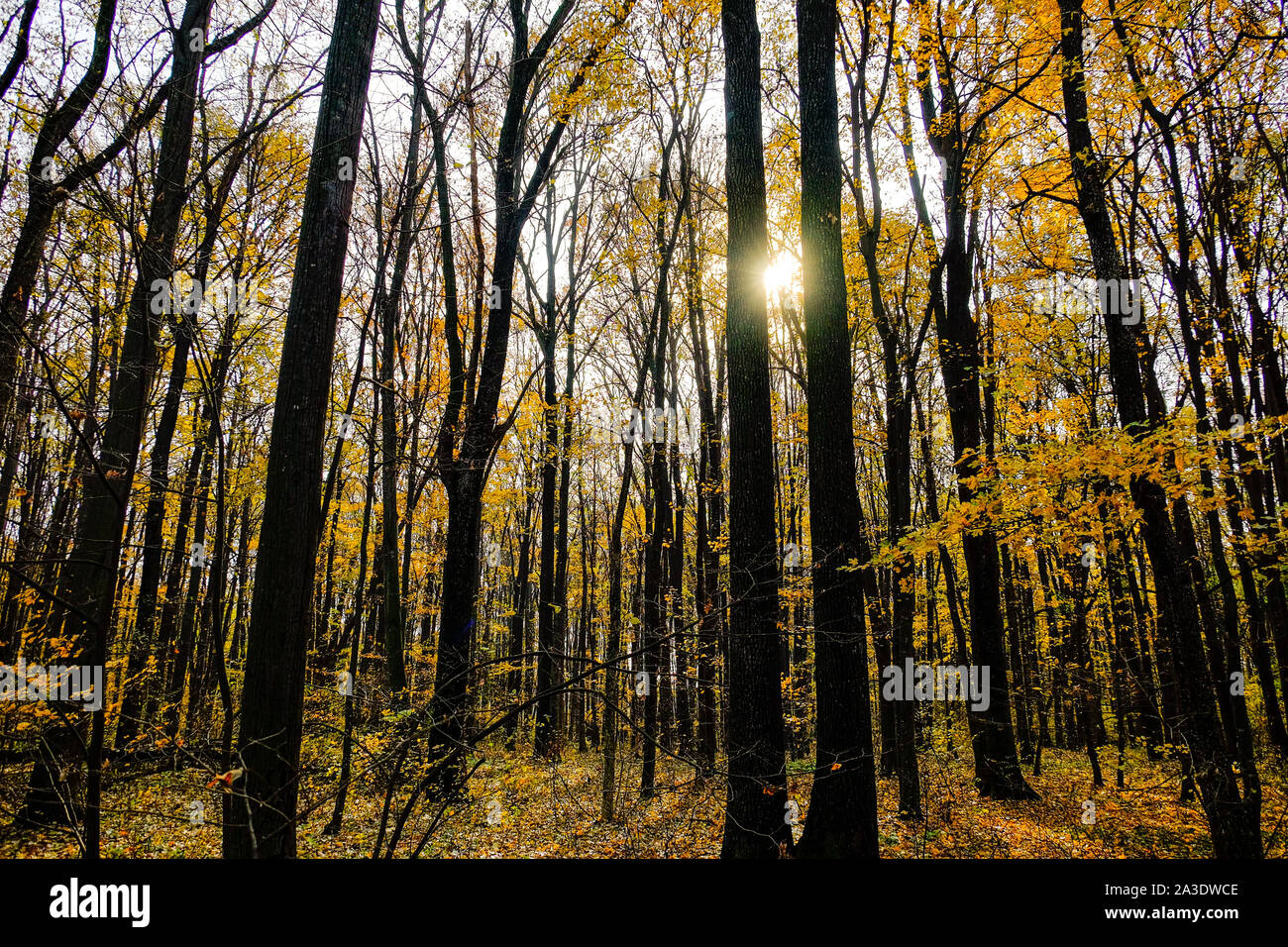 Wonderful autumn. Beautiful photos taken in the fall Stock Photo - Alamy