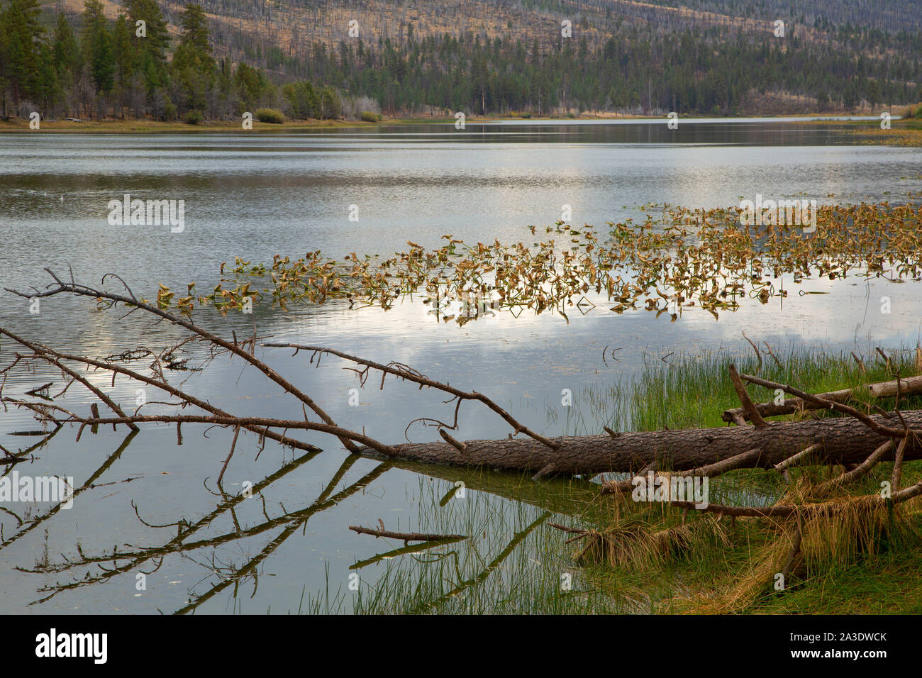Dog Lake, Fremont National Forest, Oregon Stock Photo - Alamy