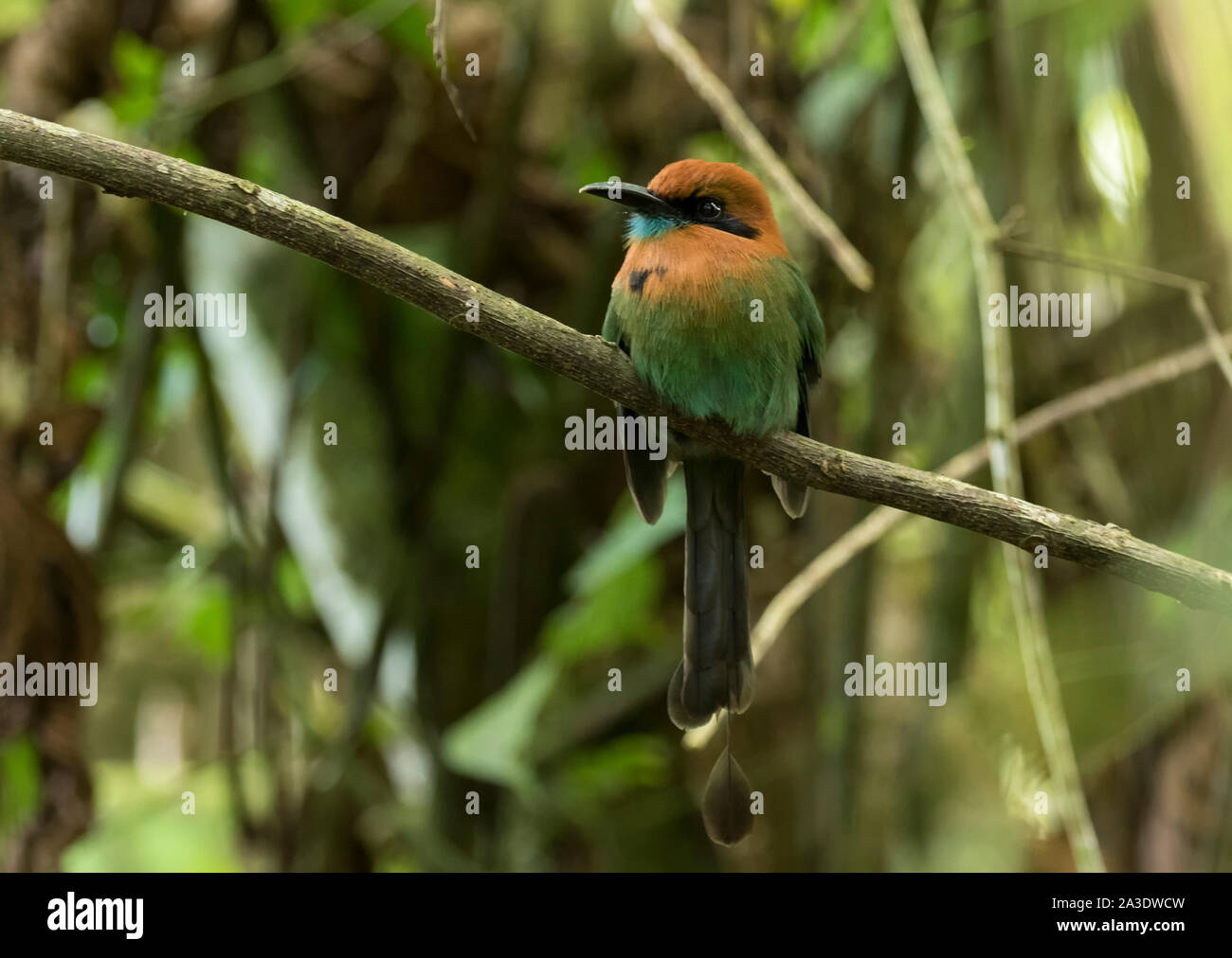 American motmot hi-res stock photography and images - Alamy