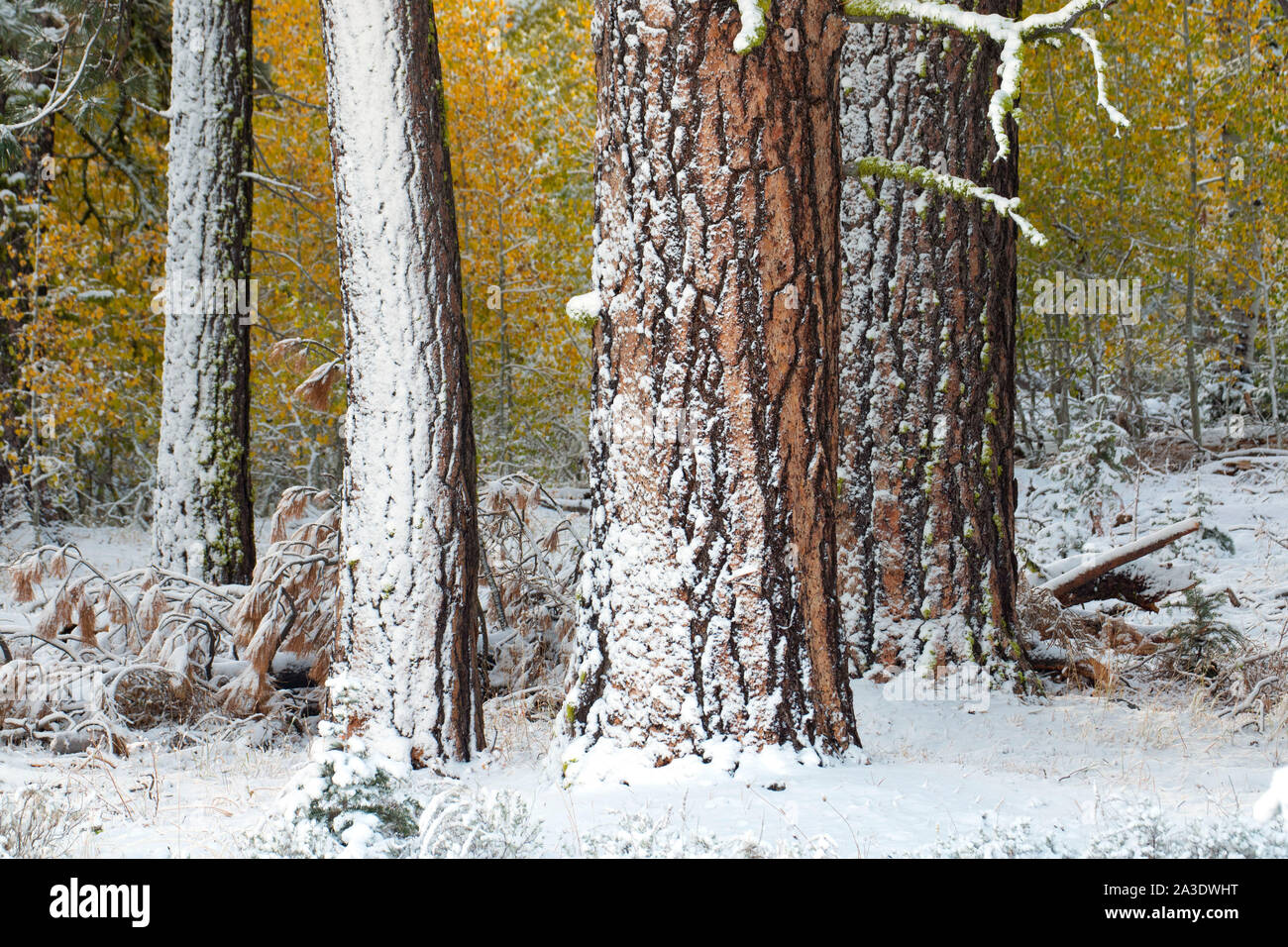 Bull pine pinus ponderosa hi-res stock photography and images - Alamy