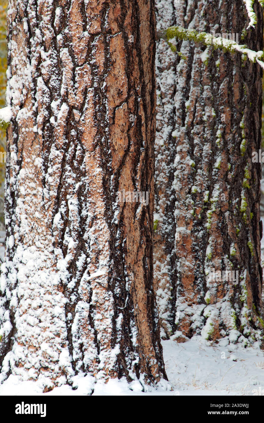 Old growth ponderosa pine trees hi-res stock photography and images - Alamy