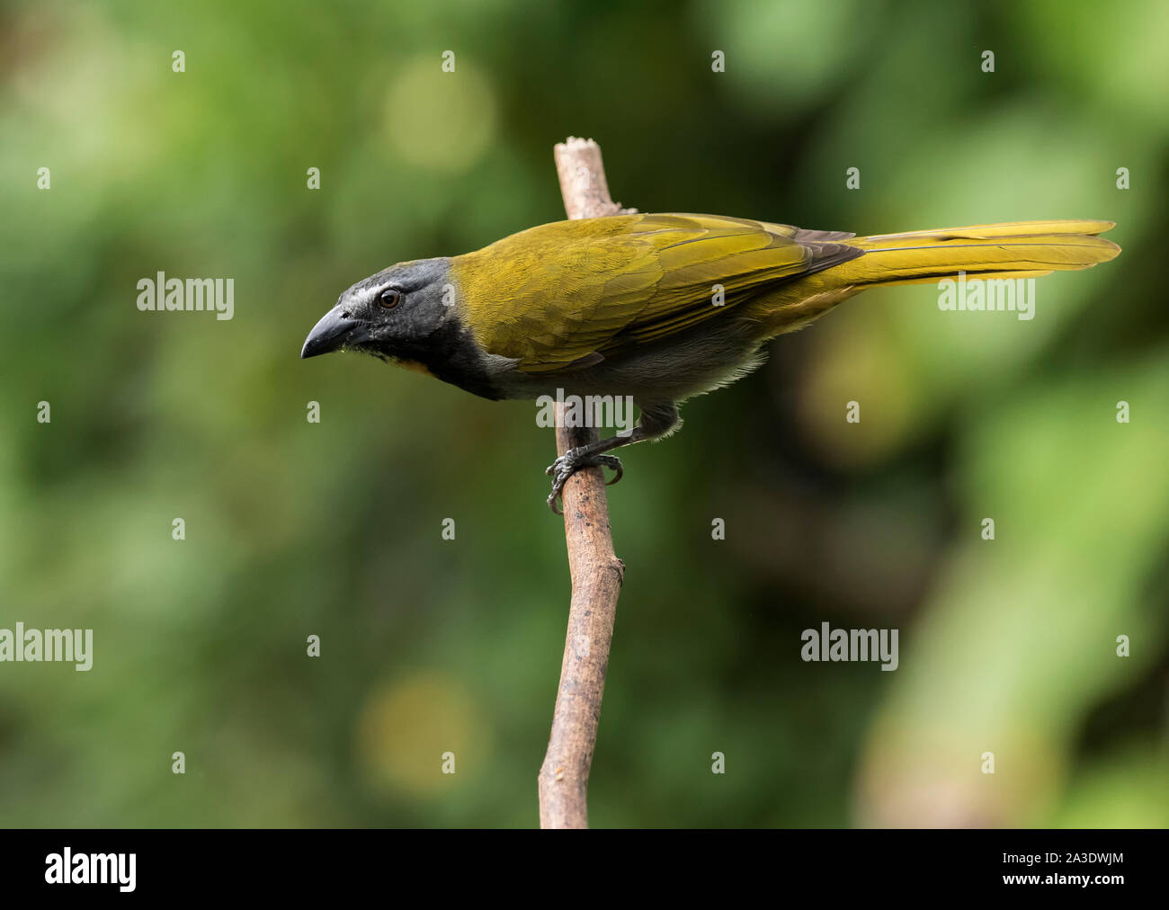 Buff throated saltator hi-res stock photography and images - Alamy