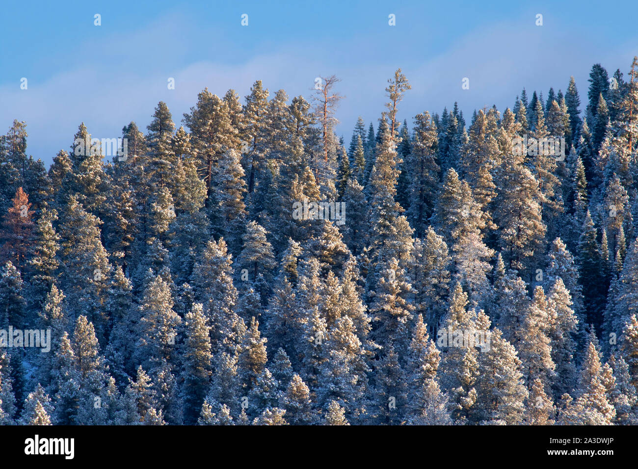 Winter forest near Bull Prairie, Fremont National Forest, Oregon Stock ...