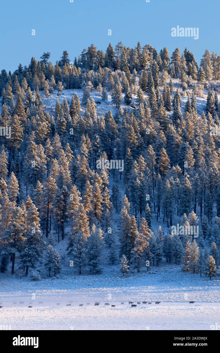Bull Prairie, Fremont National Forest, Oregon Stock Photo - Alamy