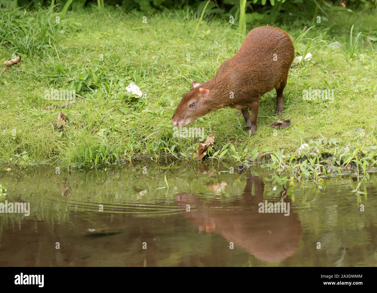 Central American agouti Stock Photo - Alamy