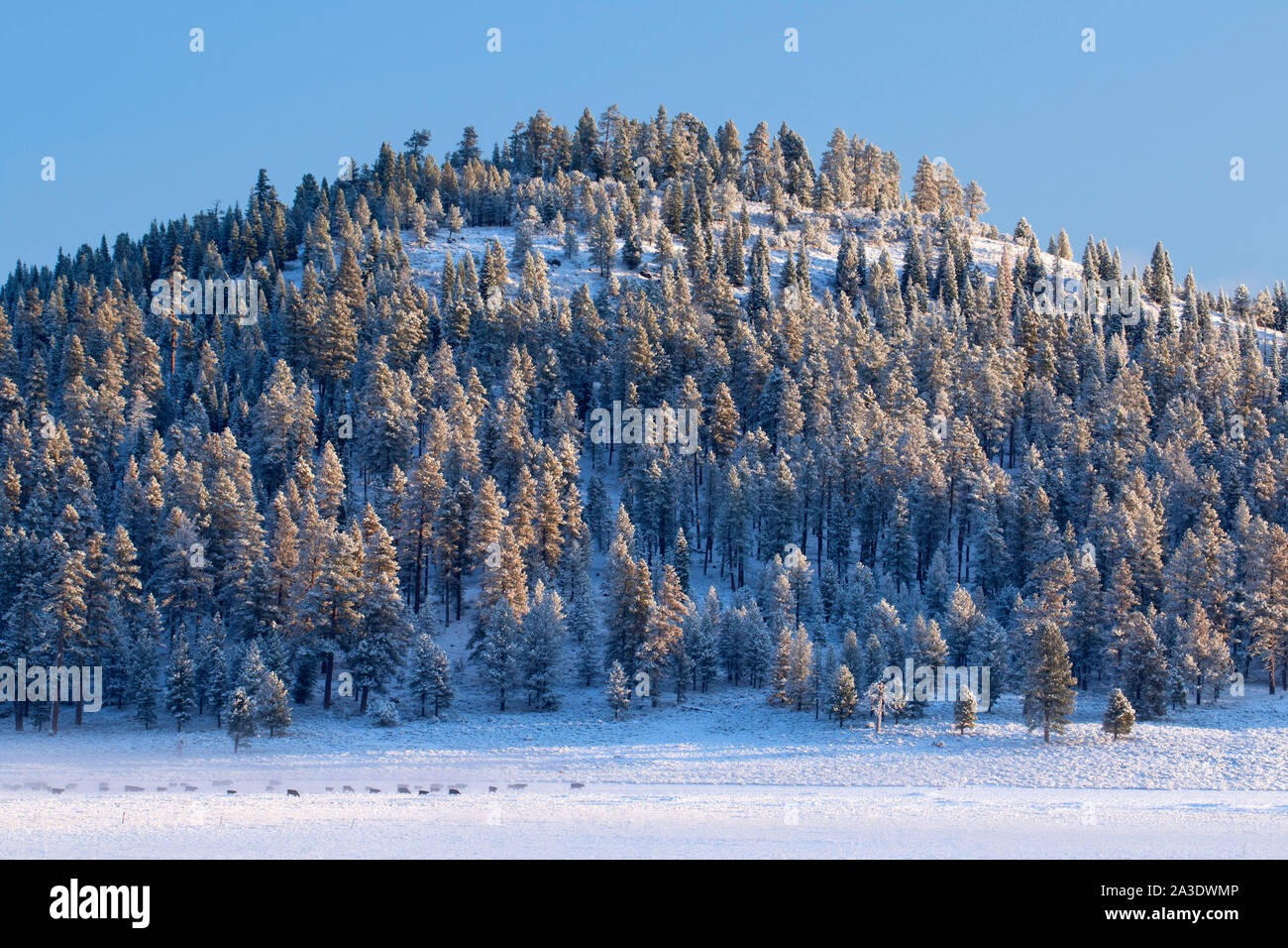 Bull Prairie, Fremont National Forest, Oregon Stock Photo - Alamy