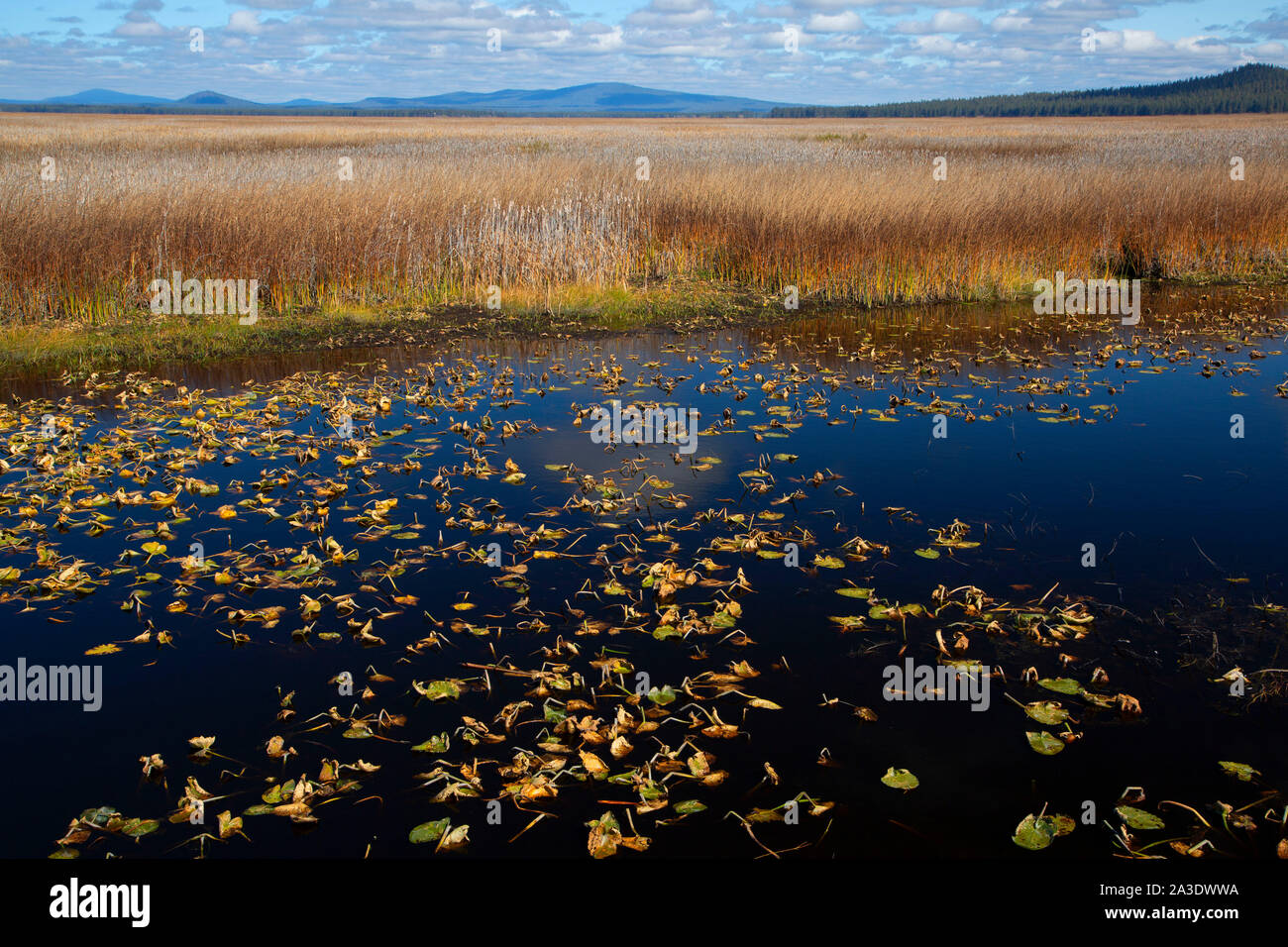 Klamath Marsh, Klamath Marsh National Wildlife Refuge, Oregon Stock ...