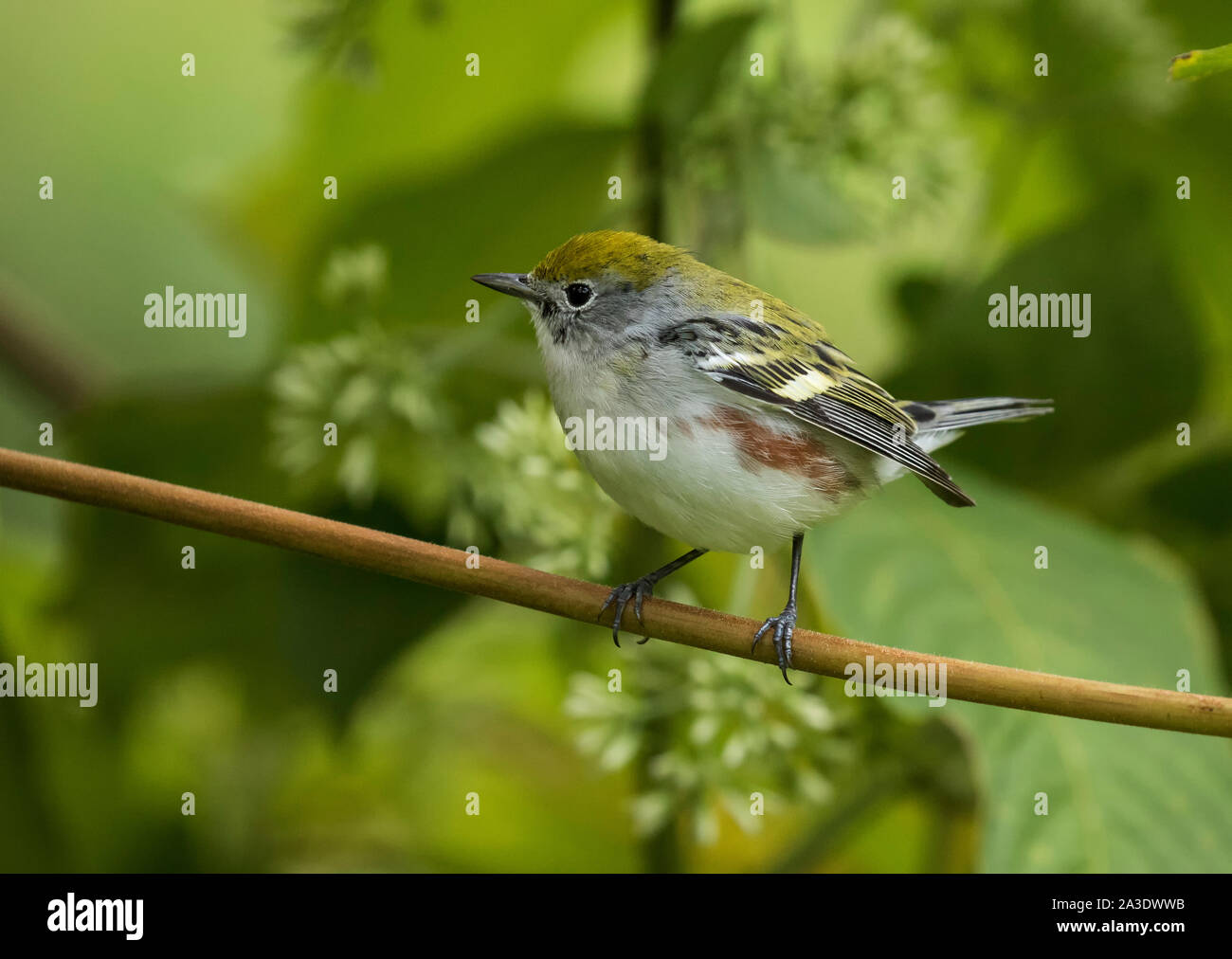 Warbler of costa rica hi-res stock photography and images - Alamy