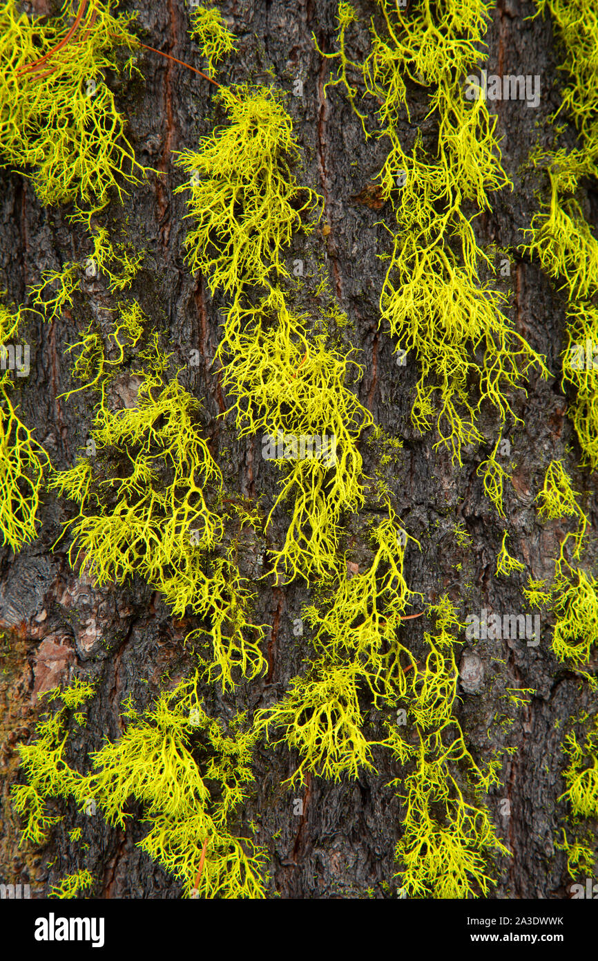 Lichen along Miller Lake Trail, Winema National Forest, Oregon Stock ...