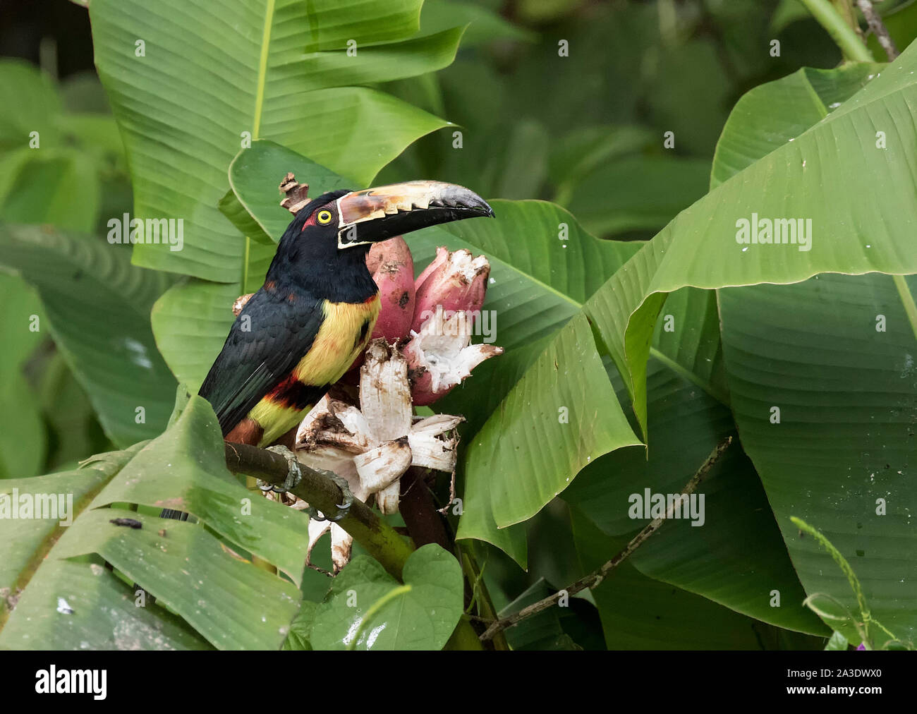 Aracari toucan hi-res stock photography and images - Alamy
