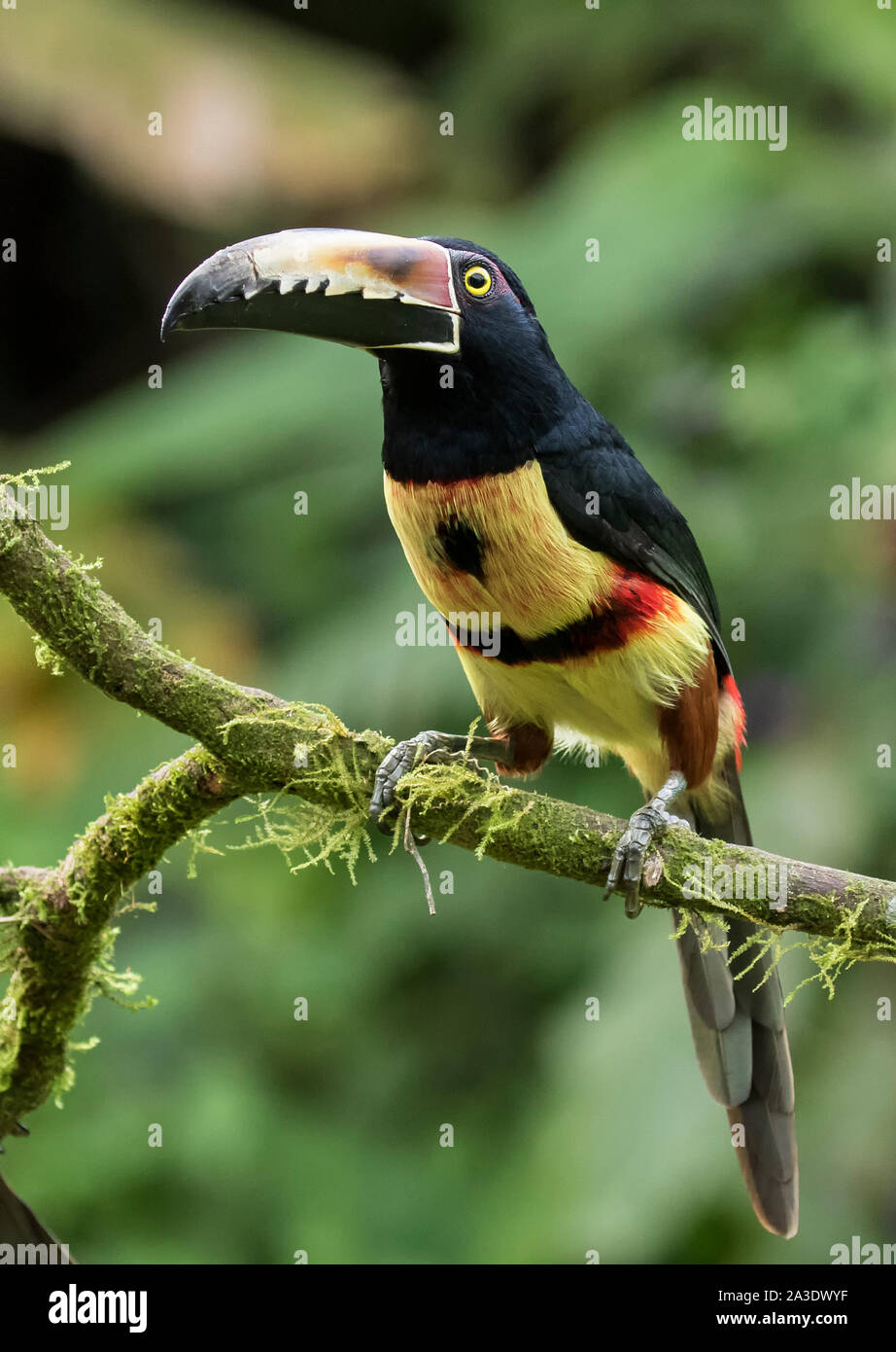 Aracari toucan hi-res stock photography and images - Alamy