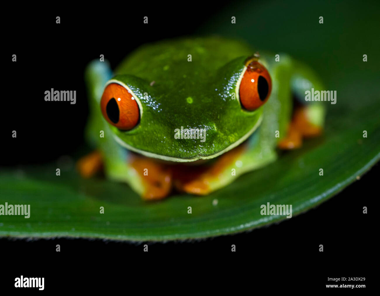 Red-eyed tree frog Stock Photo - Alamy