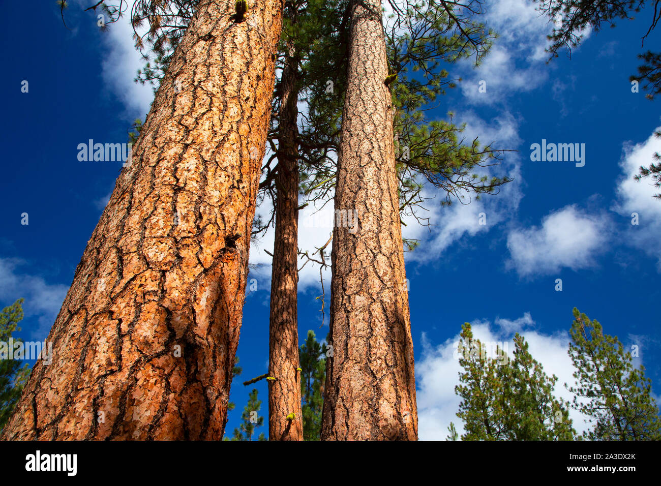 Tall old growth ponderosa pine hi-res stock photography and images - Alamy