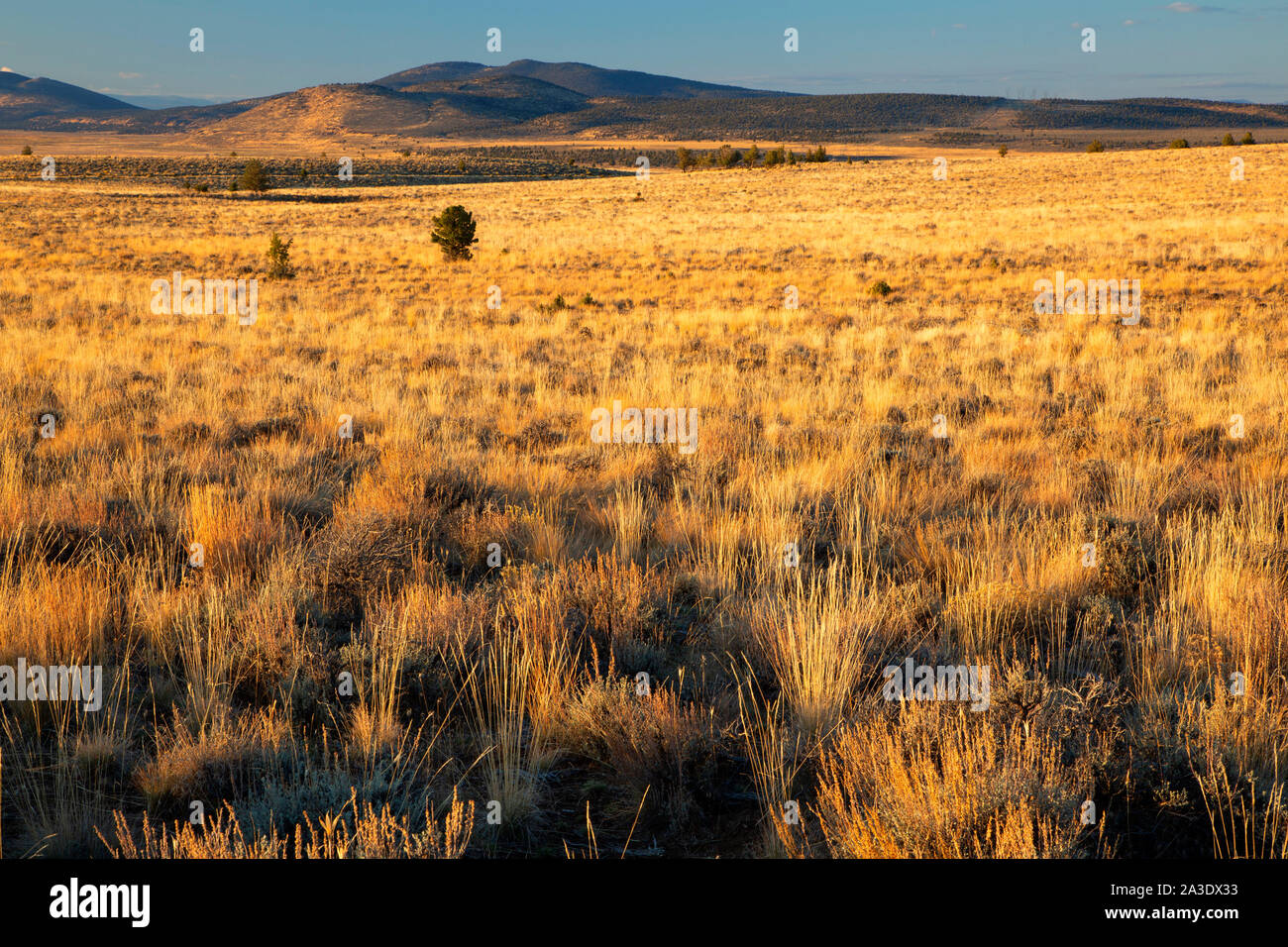 Sage grassland along Duncan Reservoir Road, Lakeview District Bureau of ...
