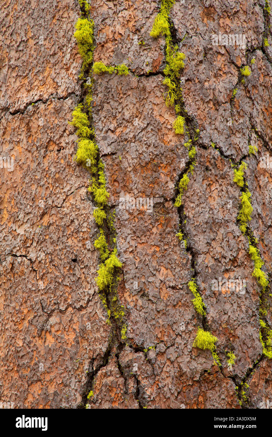Ponderosa pine (Pinus ponderosa) bark along Metolius-Windigo Trail ...
