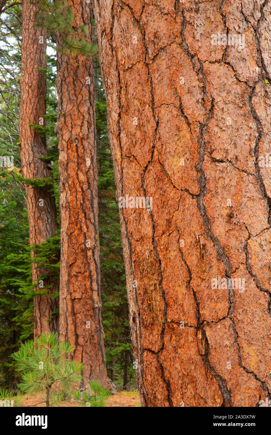 Ponderosa pine (Pinus ponderosa) trunks along Metolius-Windigo Trail ...