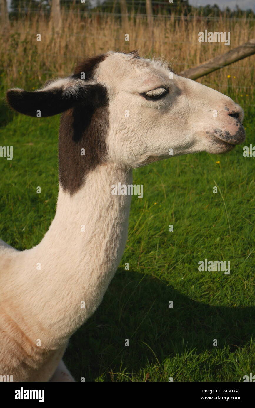 Llama field hi-res stock photography and images - Alamy