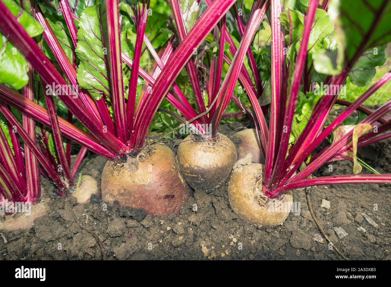 Several large beetroot growing in hi-res stock photography and images ...