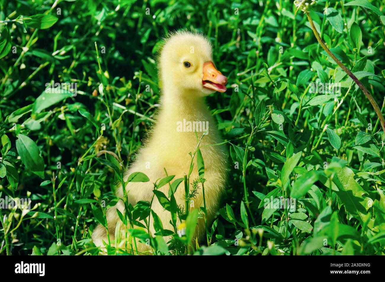 Little yellow goose on a green lawn Stock Photo - Alamy