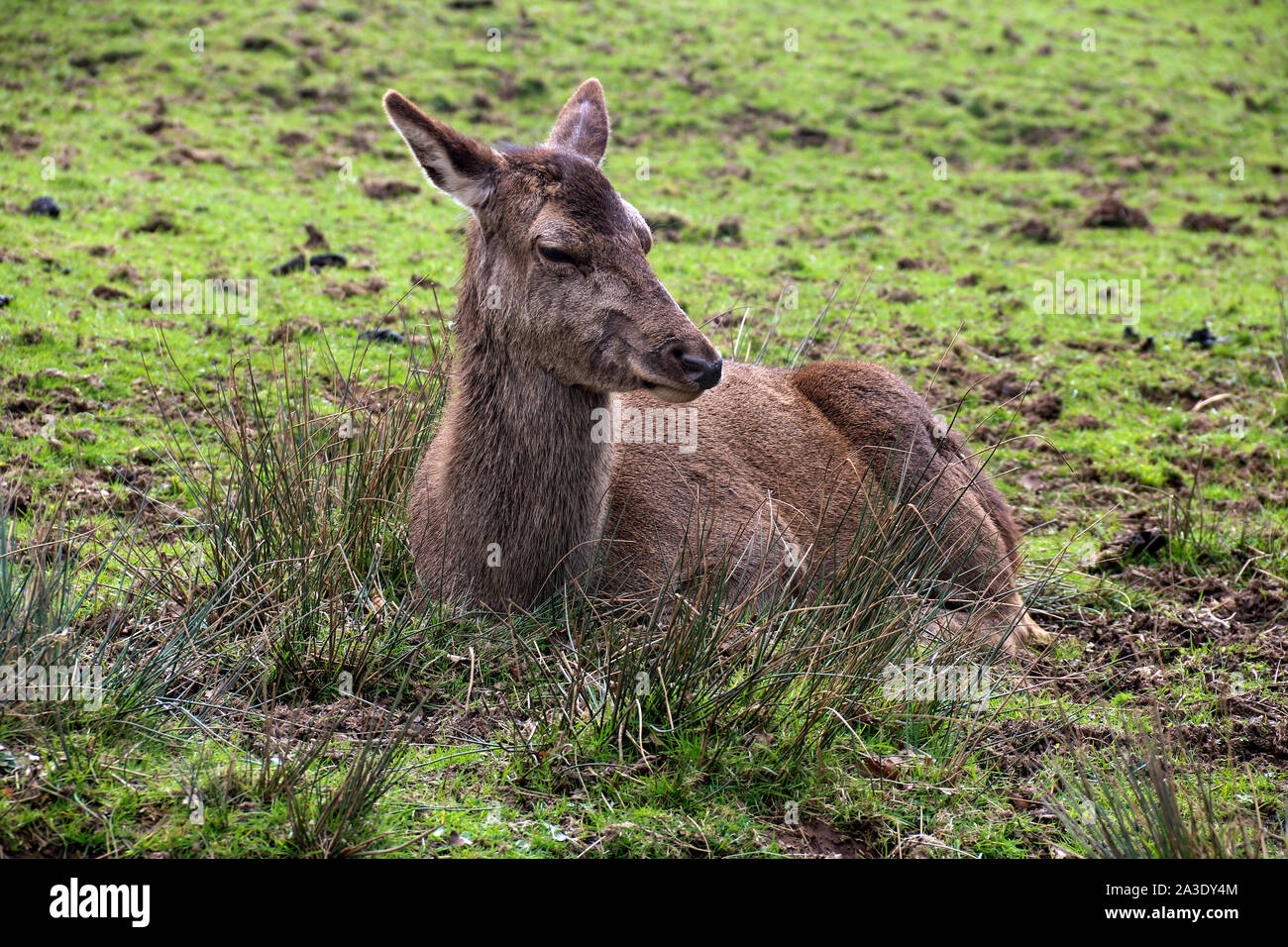 Deer resting in a field in Scotland Stock Photo - Alamy