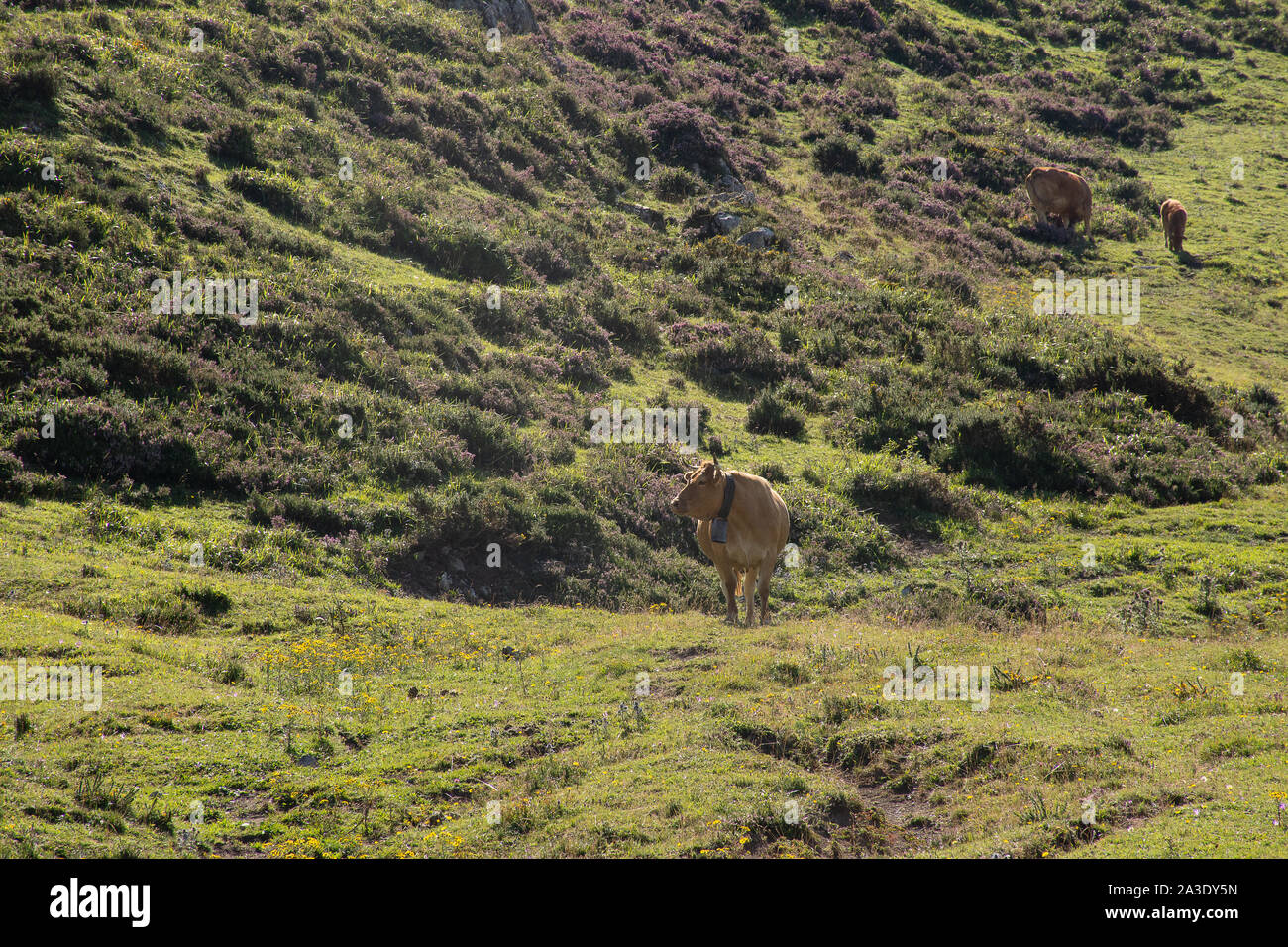 Ox grazing hi-res stock photography and images - Alamy