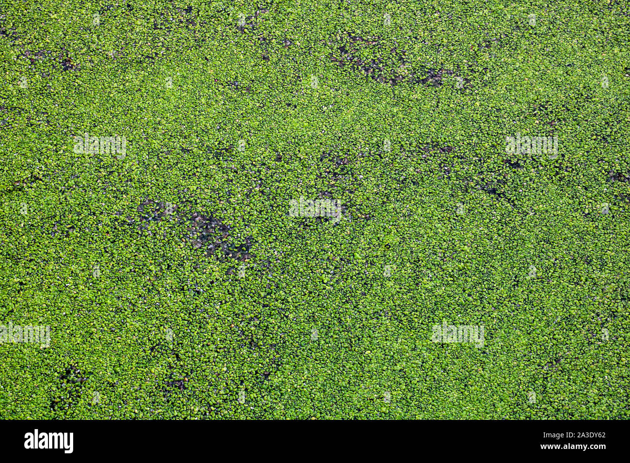 Duckweed on a lake surface in summer Stock Photo - Alamy