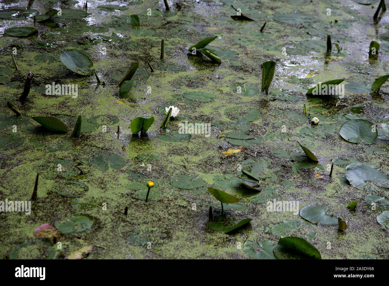 Water lily pads duckweed and green algae on a lake surface Stock Photo ...
