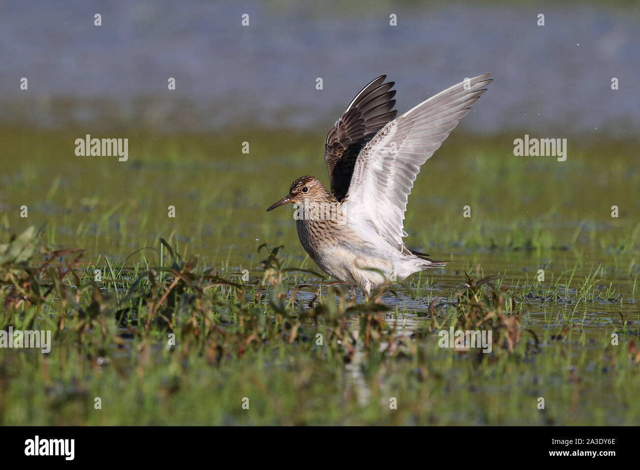 Pectoral Sandpiper on flooded field Stock Photo - Alamy