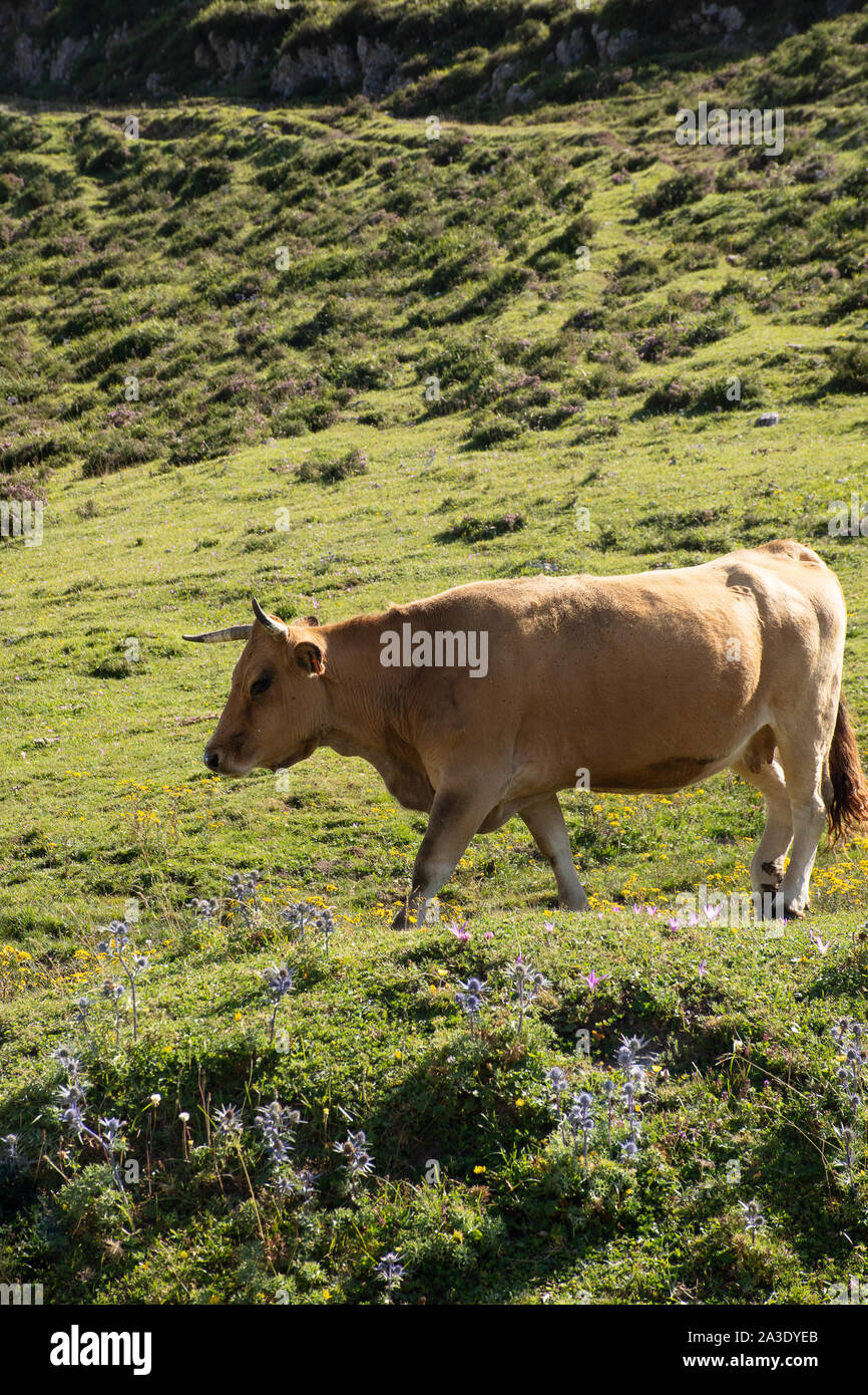ox grazing in the fields Stock Photo - Alamy