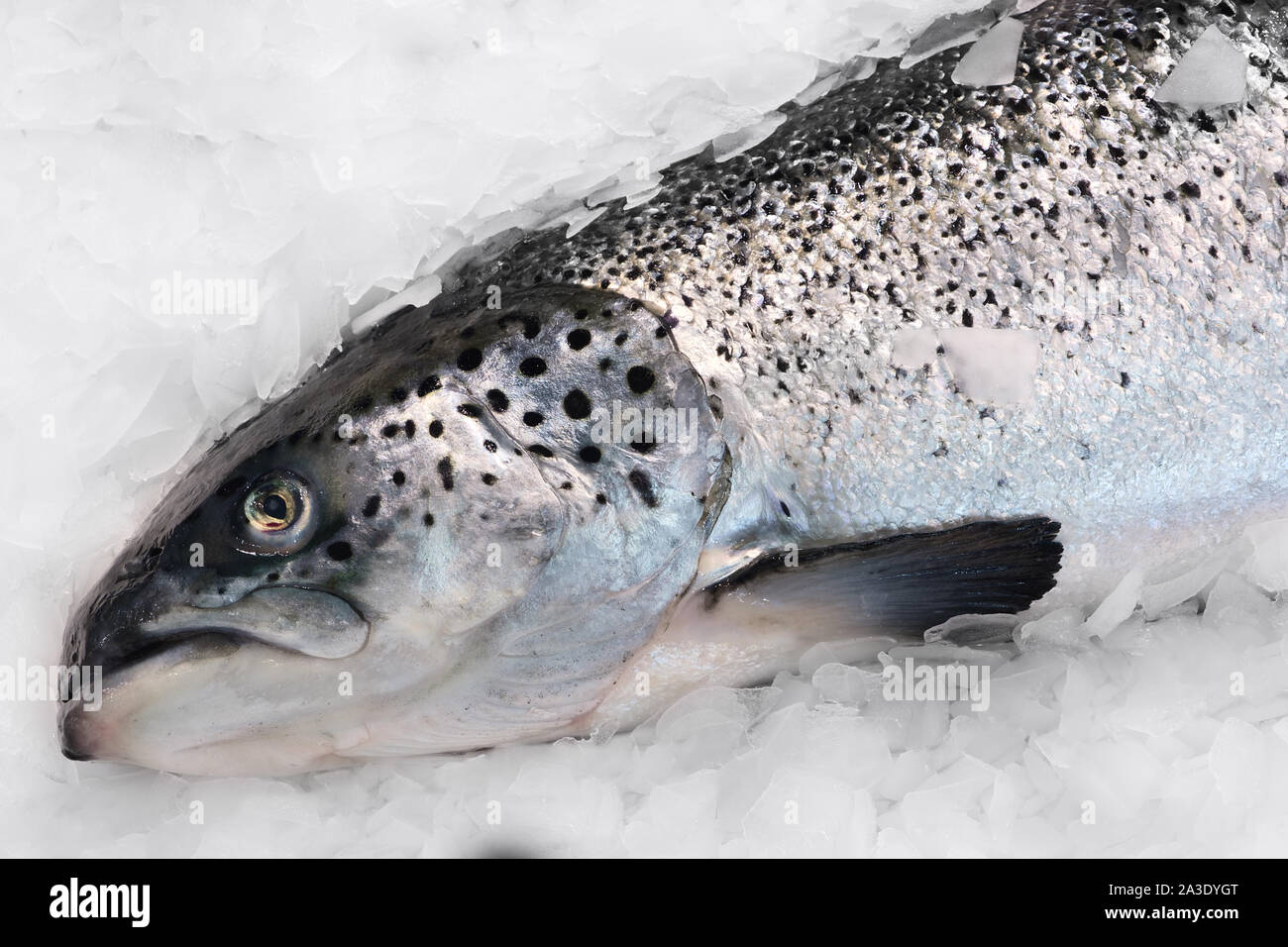 Fresh Norwegian salmon on ice in supermarket Stock Photo - Alamy