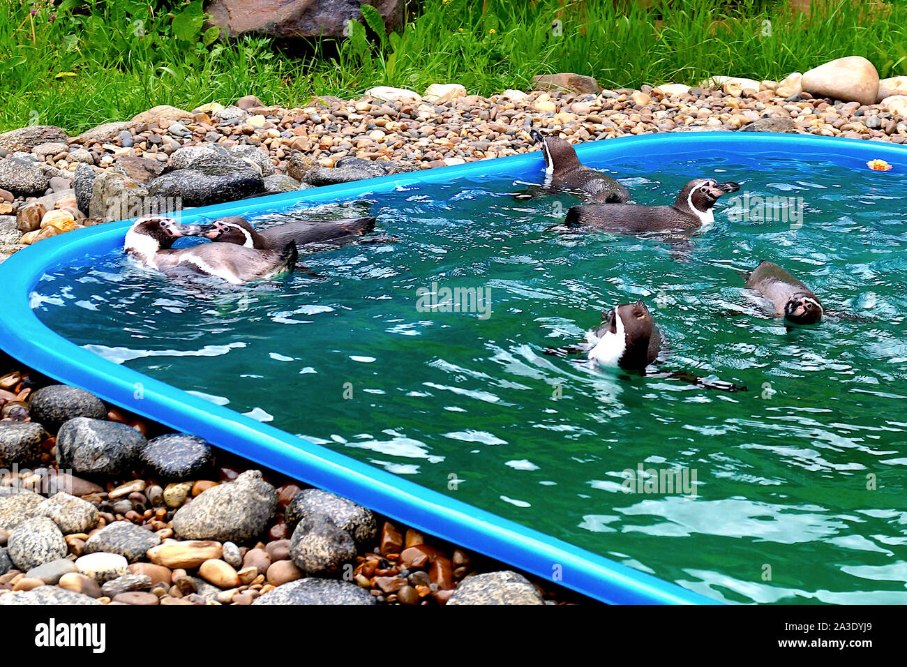 Penguins swim in pool zoo hi-res stock photography and images - Alamy