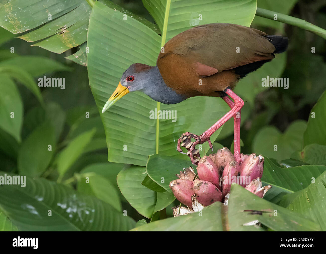 Grey-necked wood rail Stock Photo - Alamy