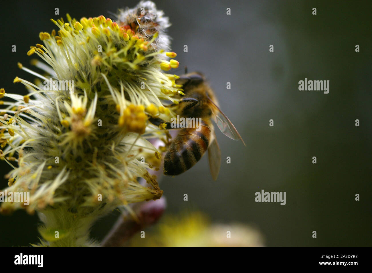 Honey bees gathering pollen for their hive Stock Photo - Alamy