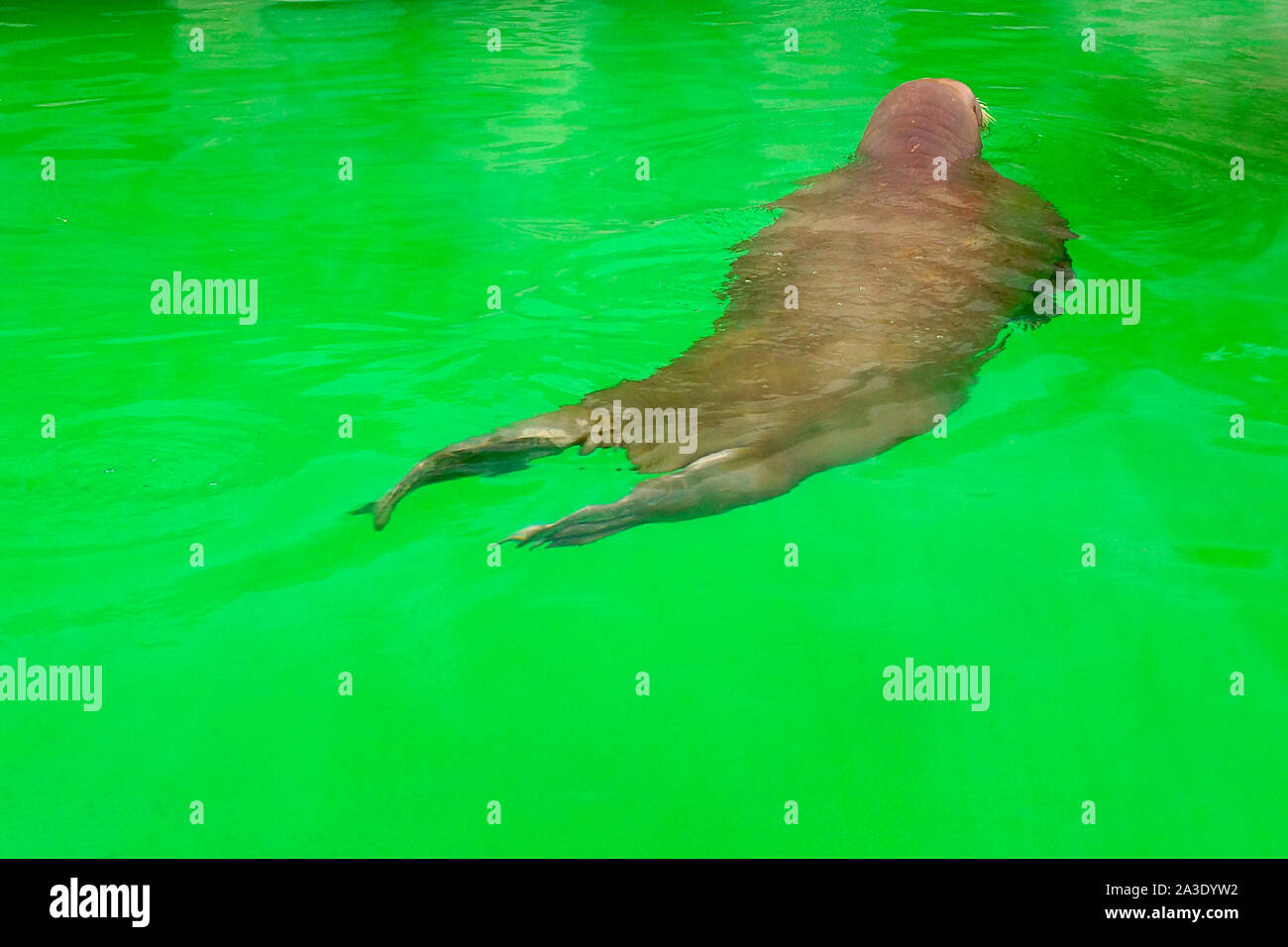 A large walrus is basking in the summer sun and swimming in the water ...