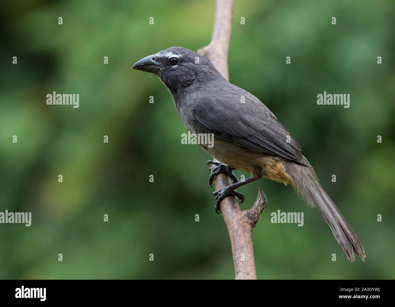 Saltator coerulescens hi-res stock photography and images - Alamy