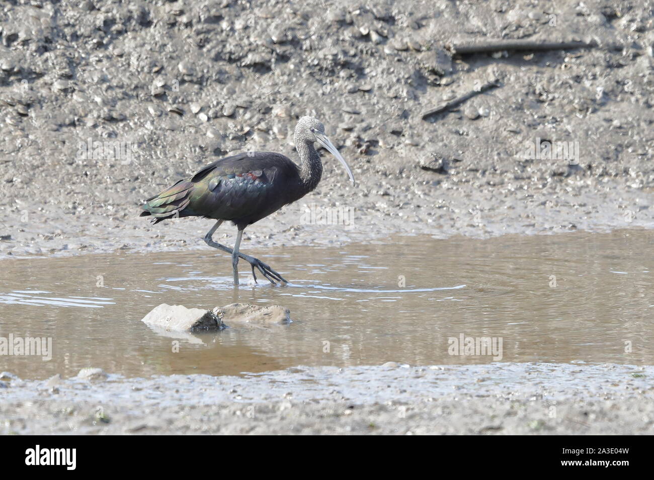 Glossy ibis uk hi-res stock photography and images - Alamy