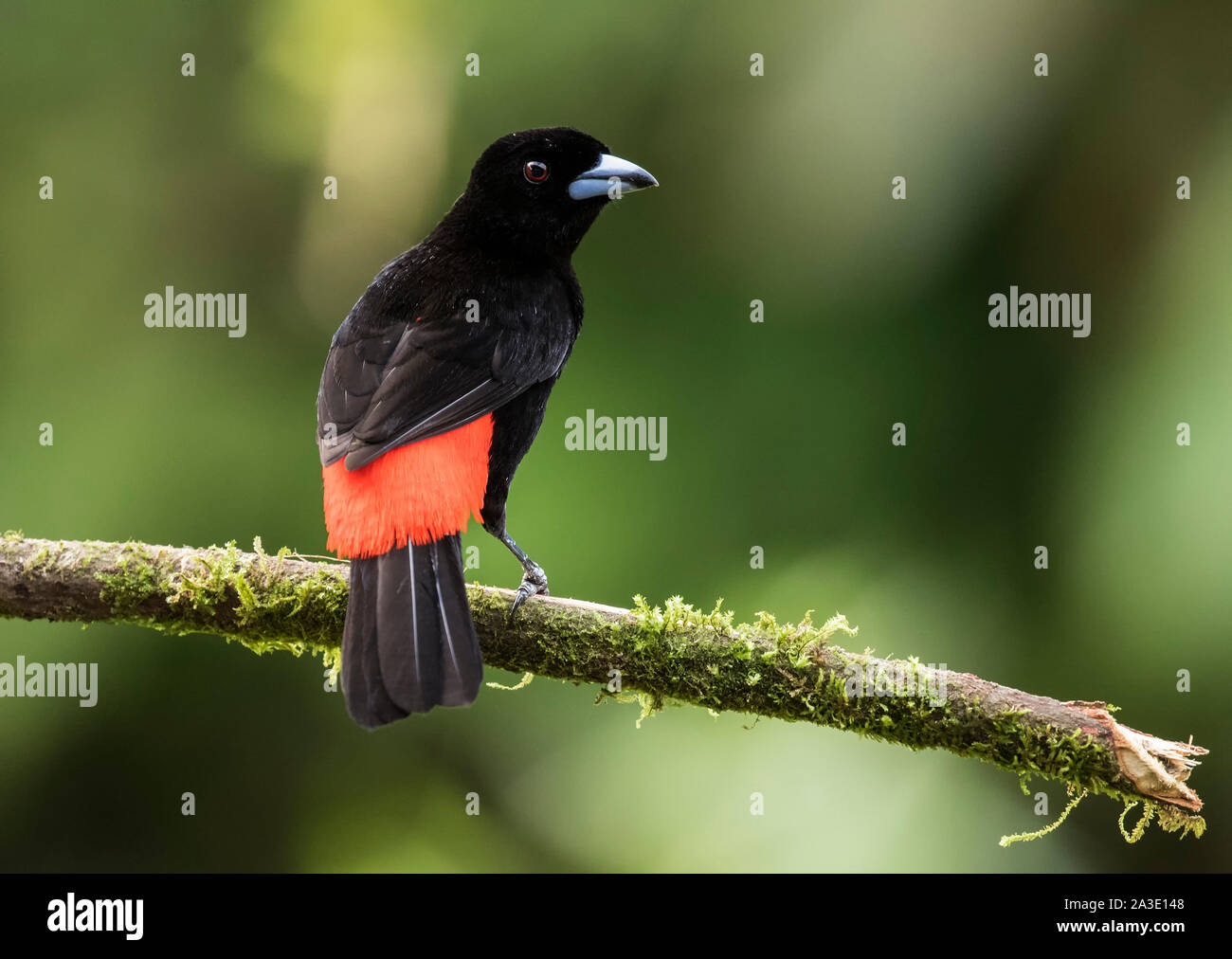 Male scarlet rumped tanager hi-res stock photography and images - Alamy